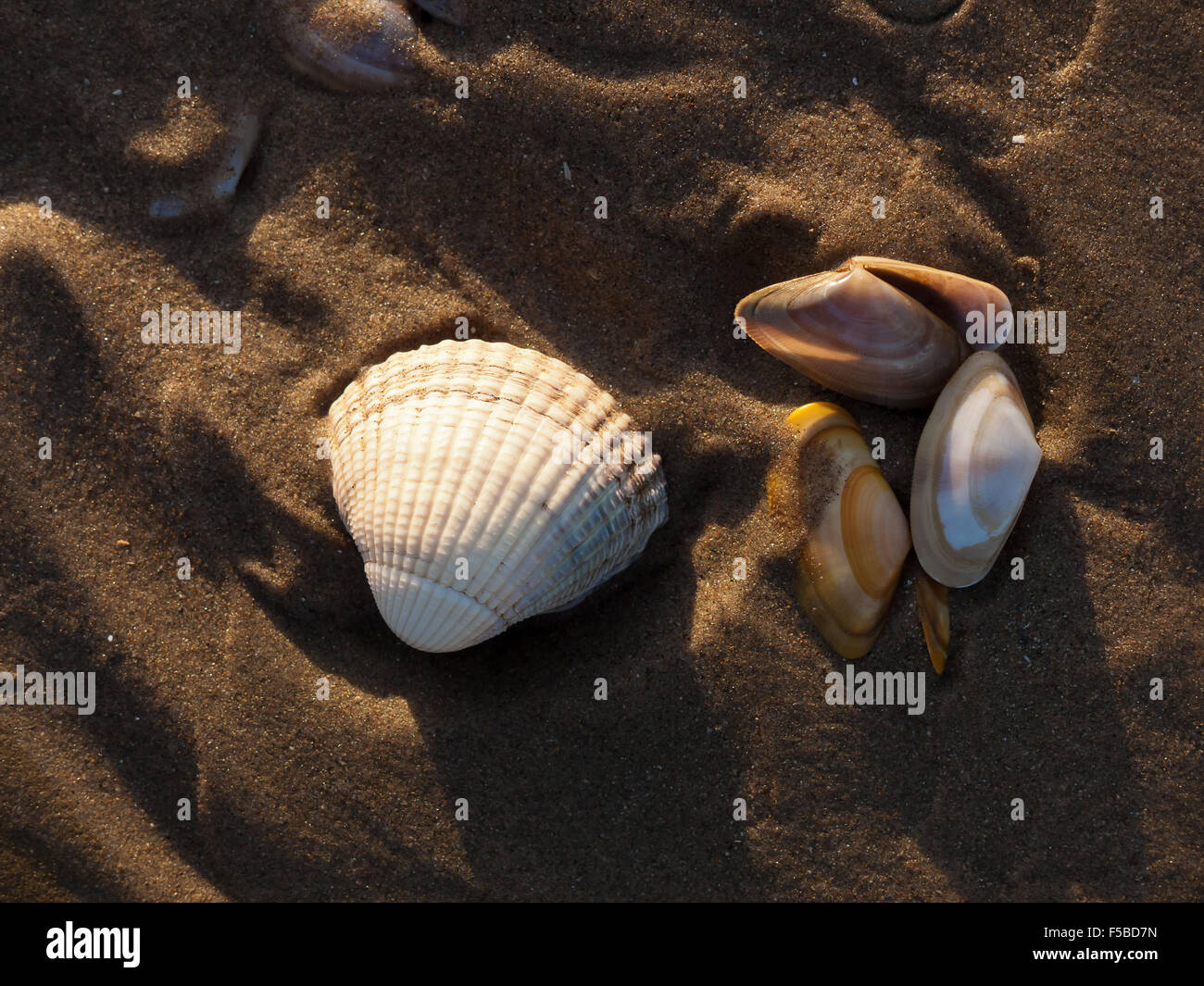 Sea shells on a beach Stock Photo - Alamy