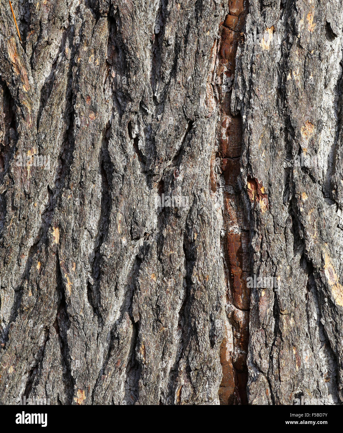 Old tree bark texture rough natural grey background Stock Photo - Alamy