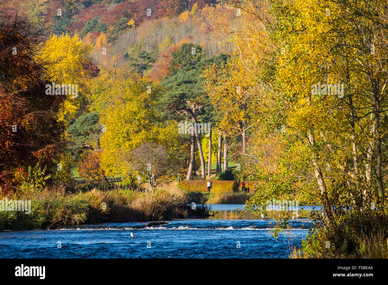 Borders trees hi-res stock photography and images - Alamy
