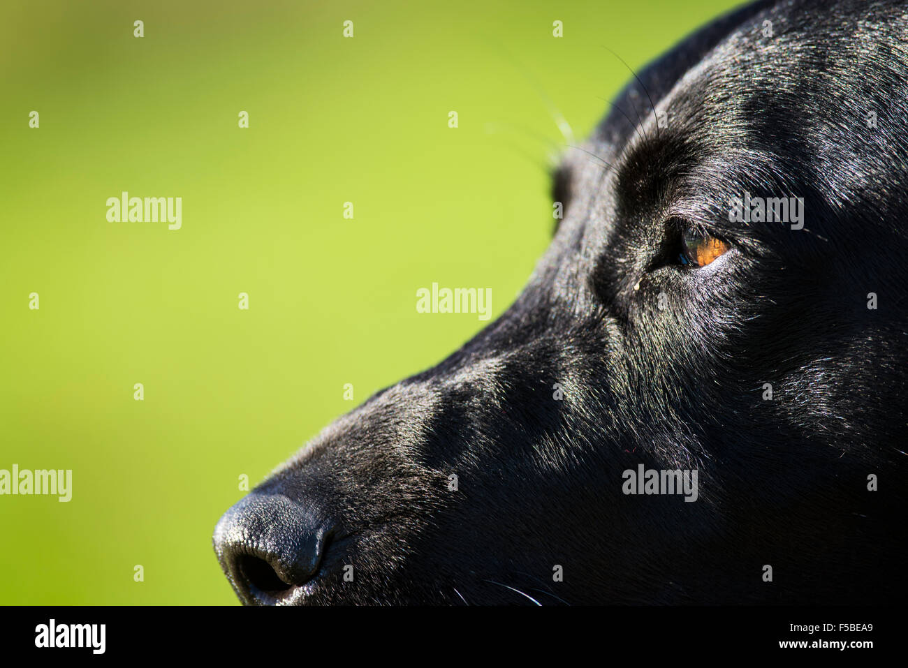 Scout, the black labrador Stock Photo - Alamy