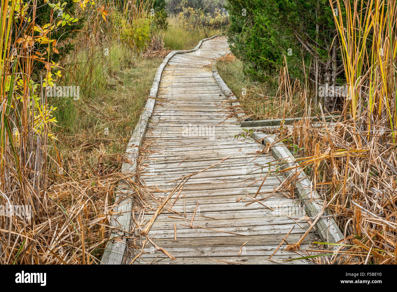 winding nature trail - wooden boardwalk path through wetlands in a fall ...