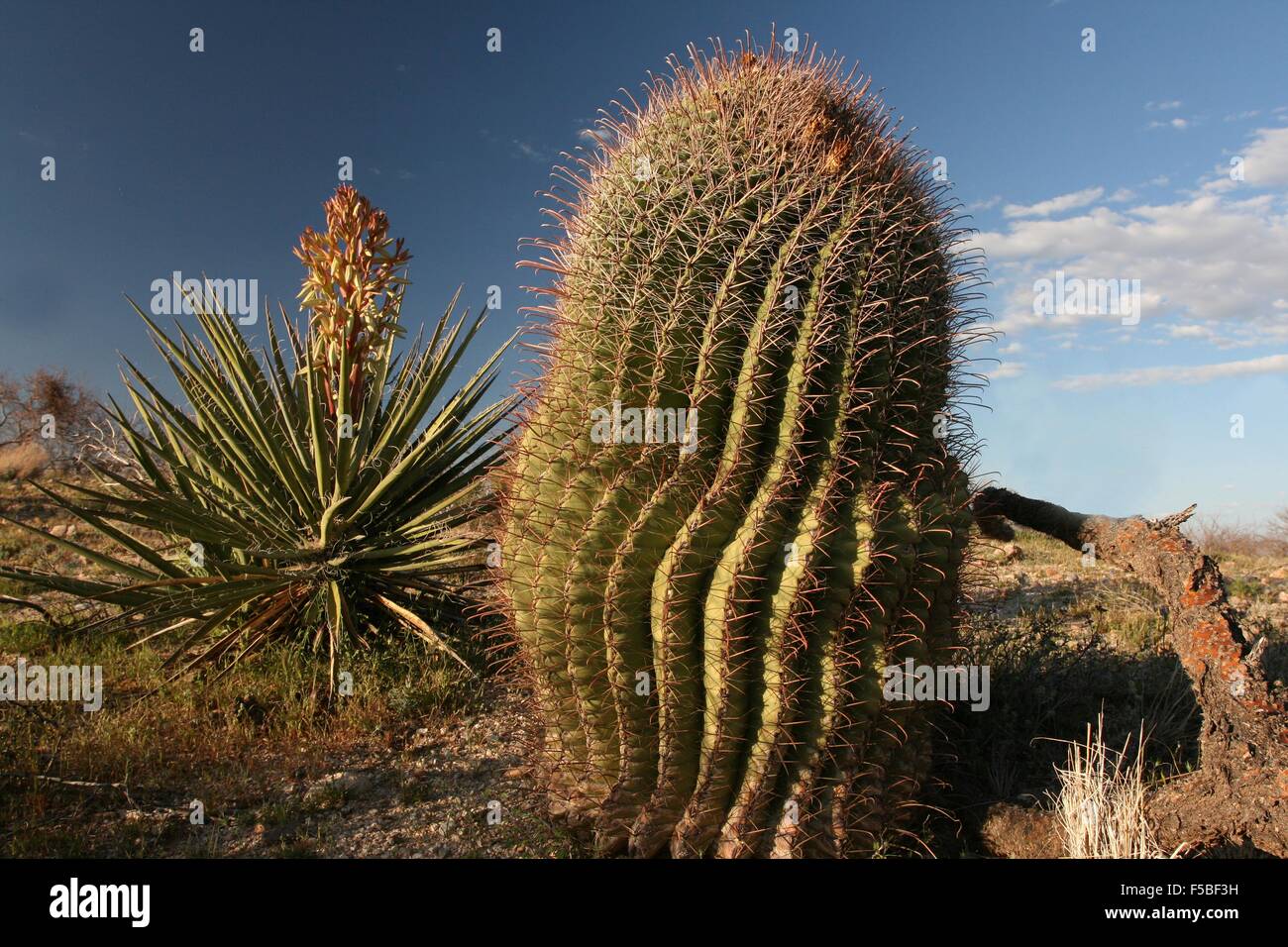 Cacti and yucca growing in the Aravaipa Canyon Wilderness area near ...