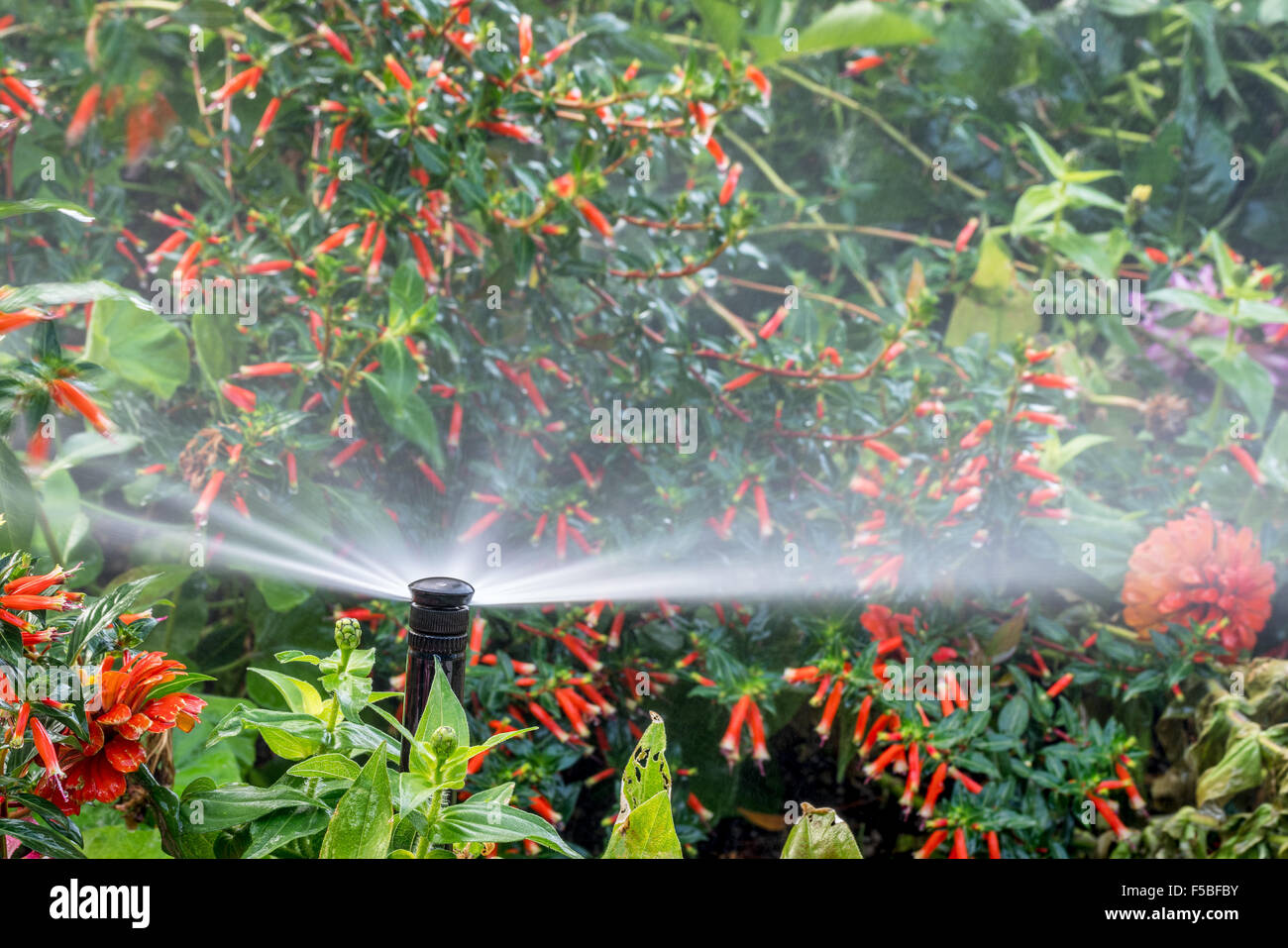 Running floral spray hi-res stock photography and images - Alamy