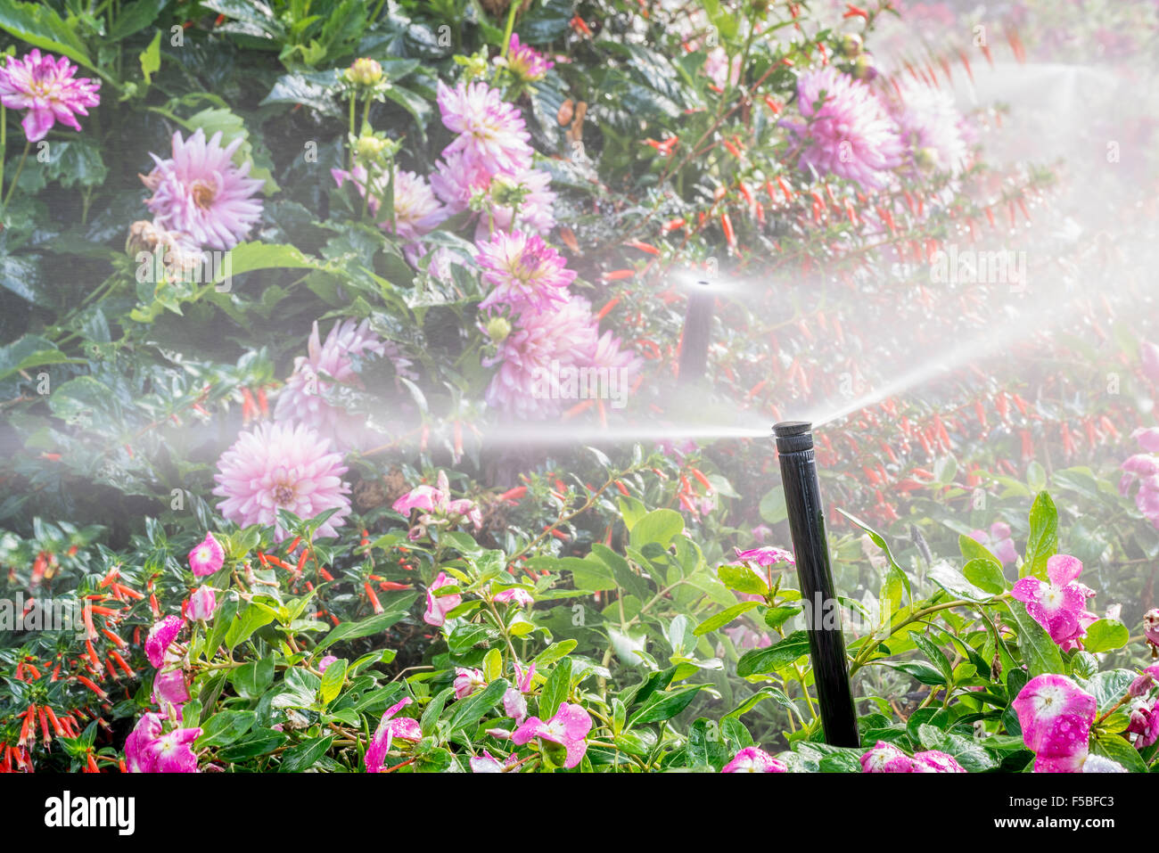 water sprinklers running in a garden with a variety of flowers Stock ...