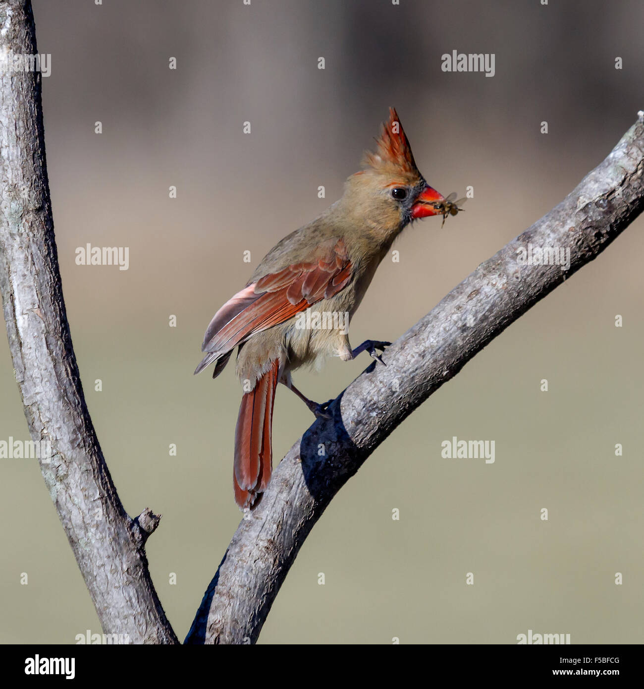 I photographed female American Cardinal in my backyard in Virginia as ...
