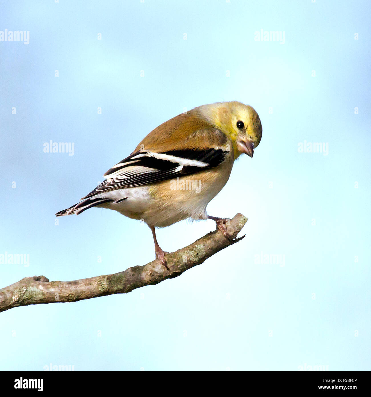 Photographed this American Goldfinch in my backyard in Virginia as it ...