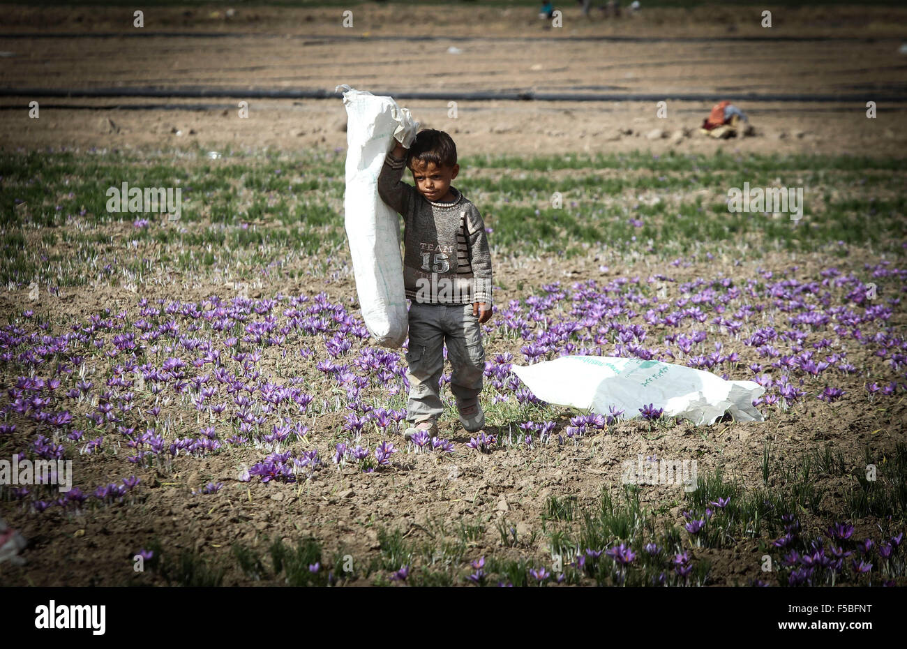Tehran. 31st Oct, 2015. An Iranian boy works in a saffron field near ...