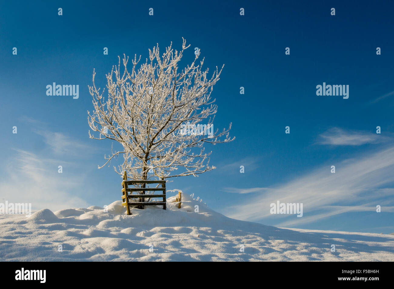 Lone tree in snow Stock Photo - Alamy