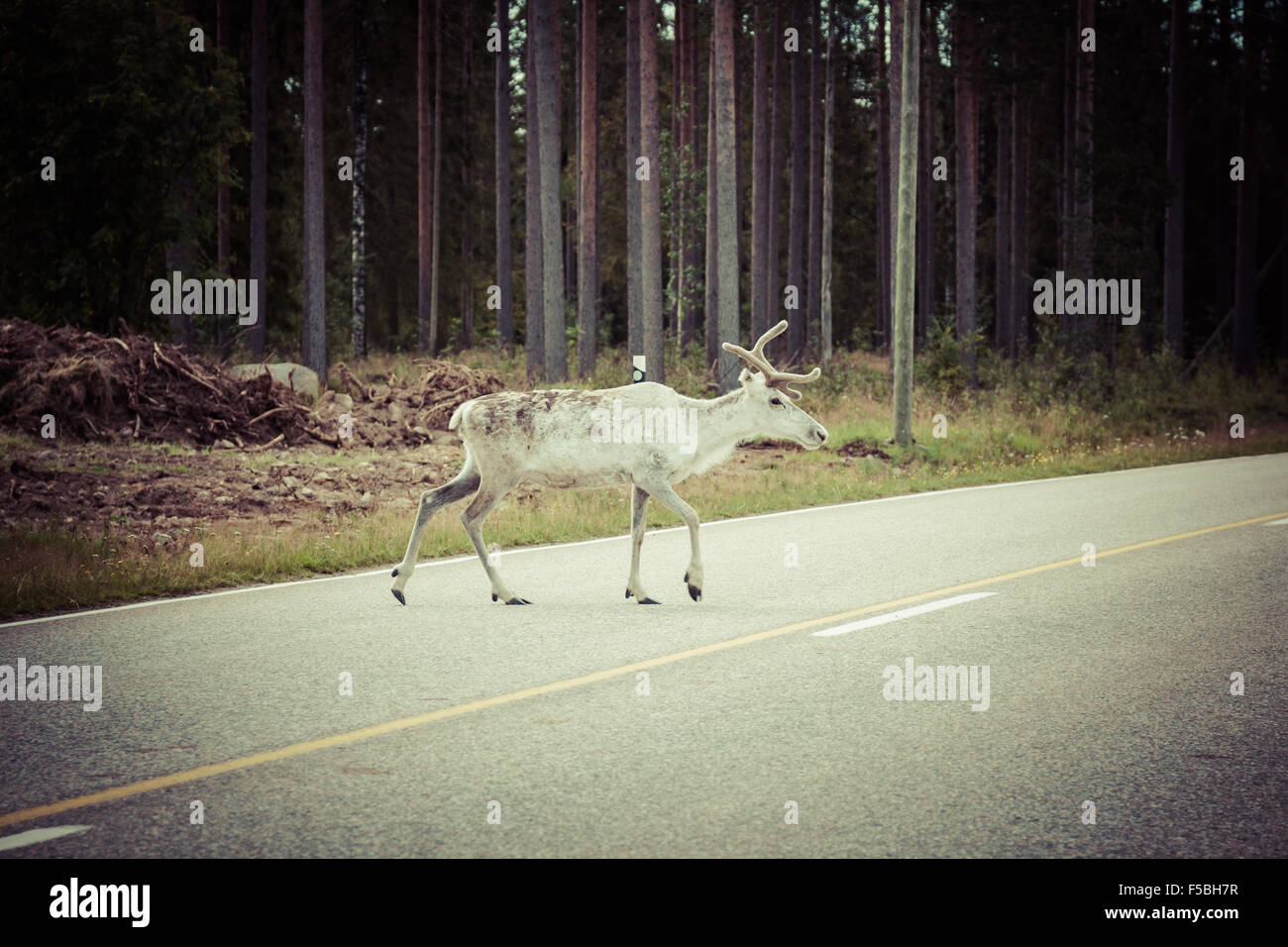 Reindeer stag with exceptionally long antlers Stock Photo - Alamy