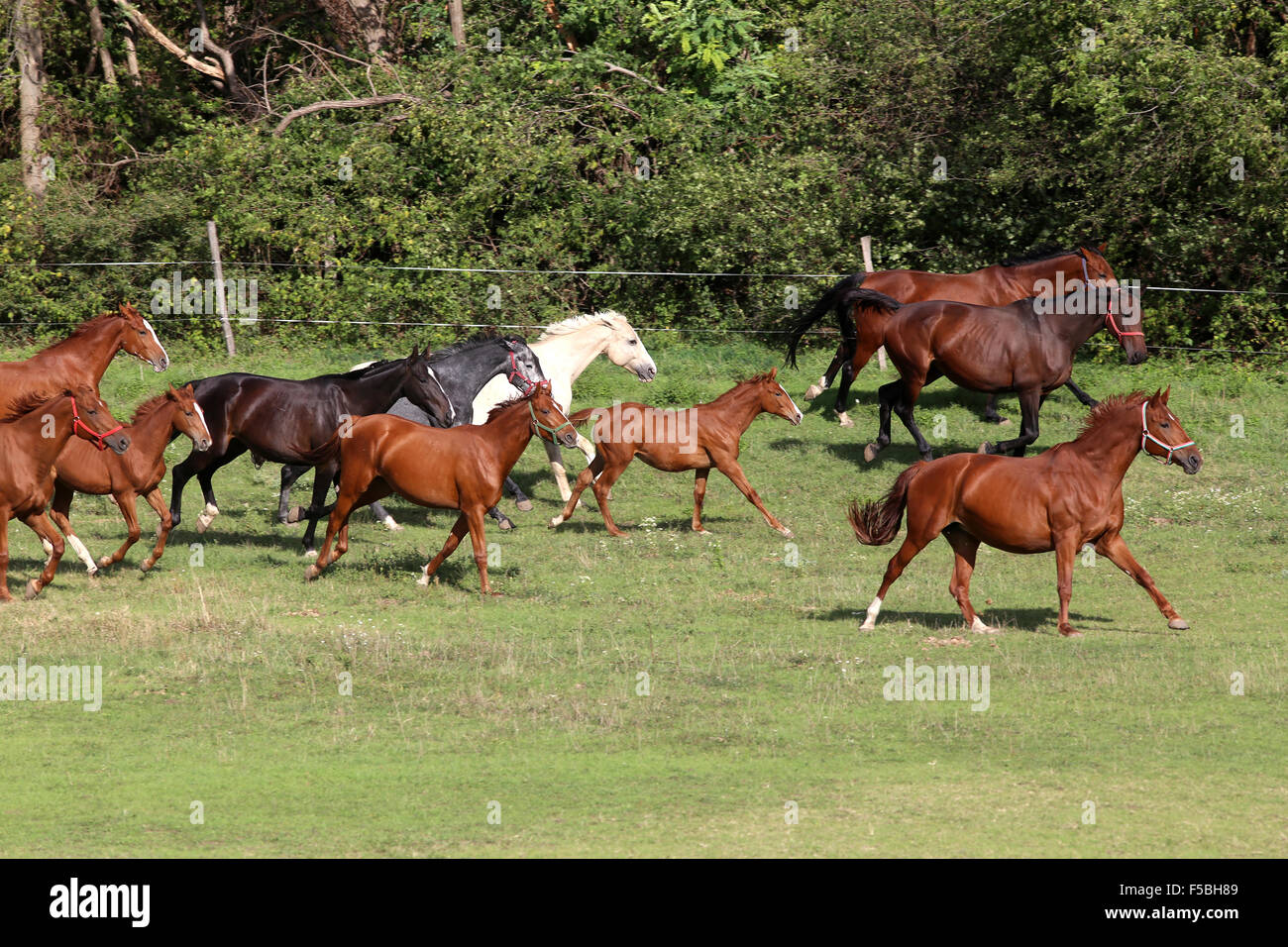 White horses running free across hi-res stock photography and images ...