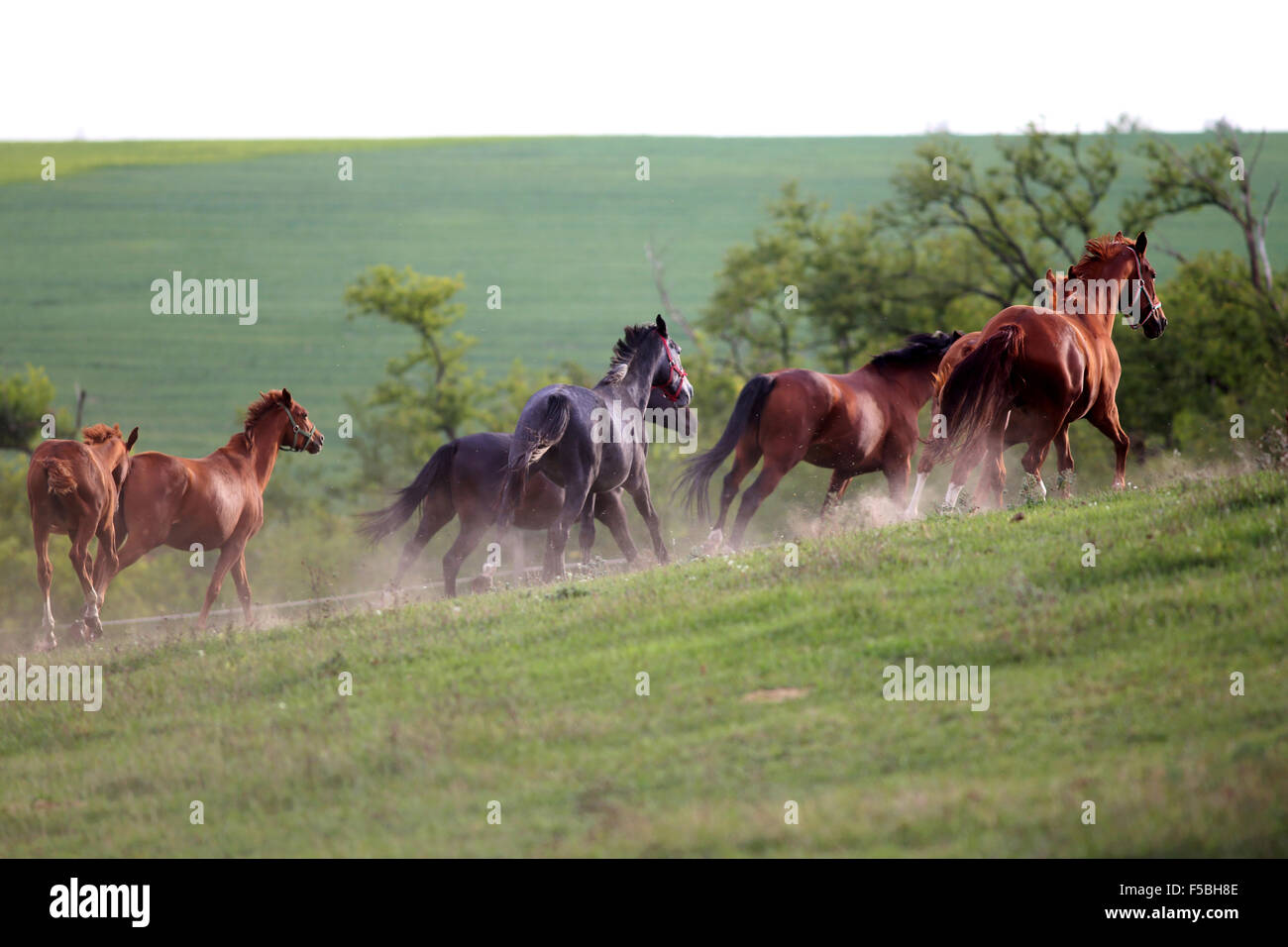 Chestnut Thoroughbred Horse Galloping On High Resolution Stock ...