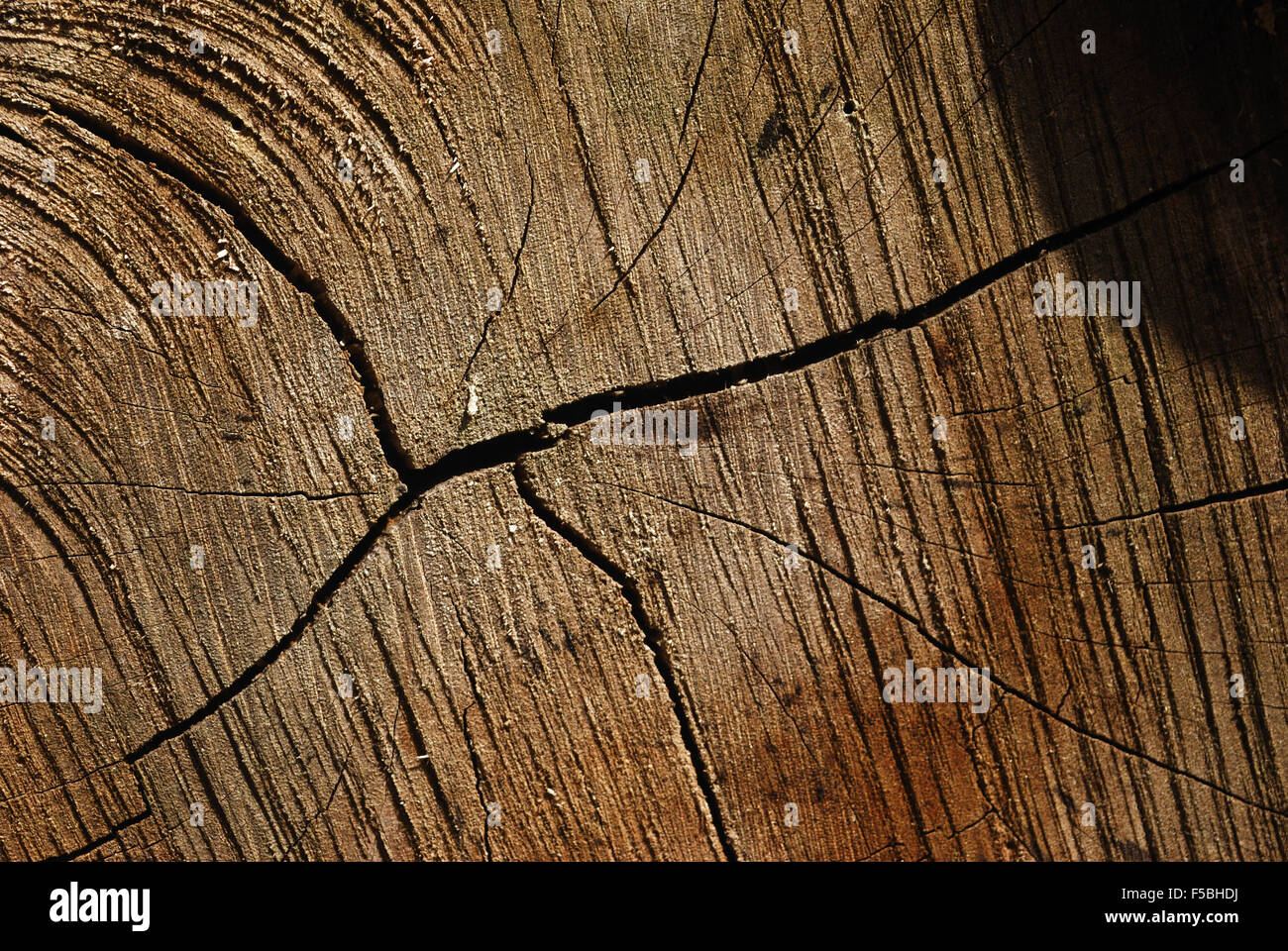 cross section of tree trunk showing the wood crack Stock Photo - Alamy