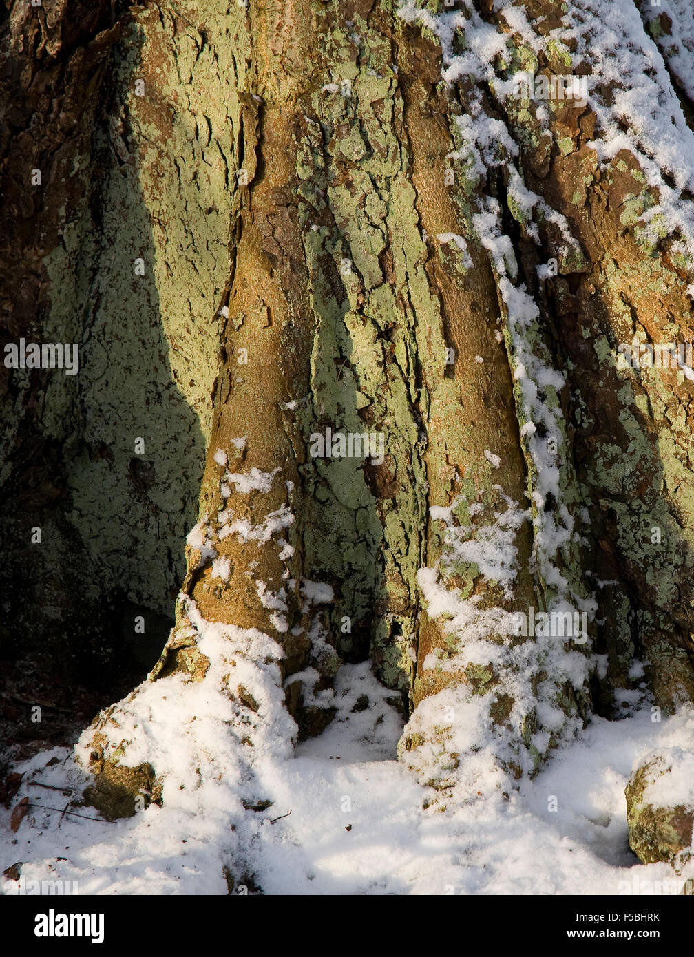 Tree trunk in snow Stock Photo - Alamy