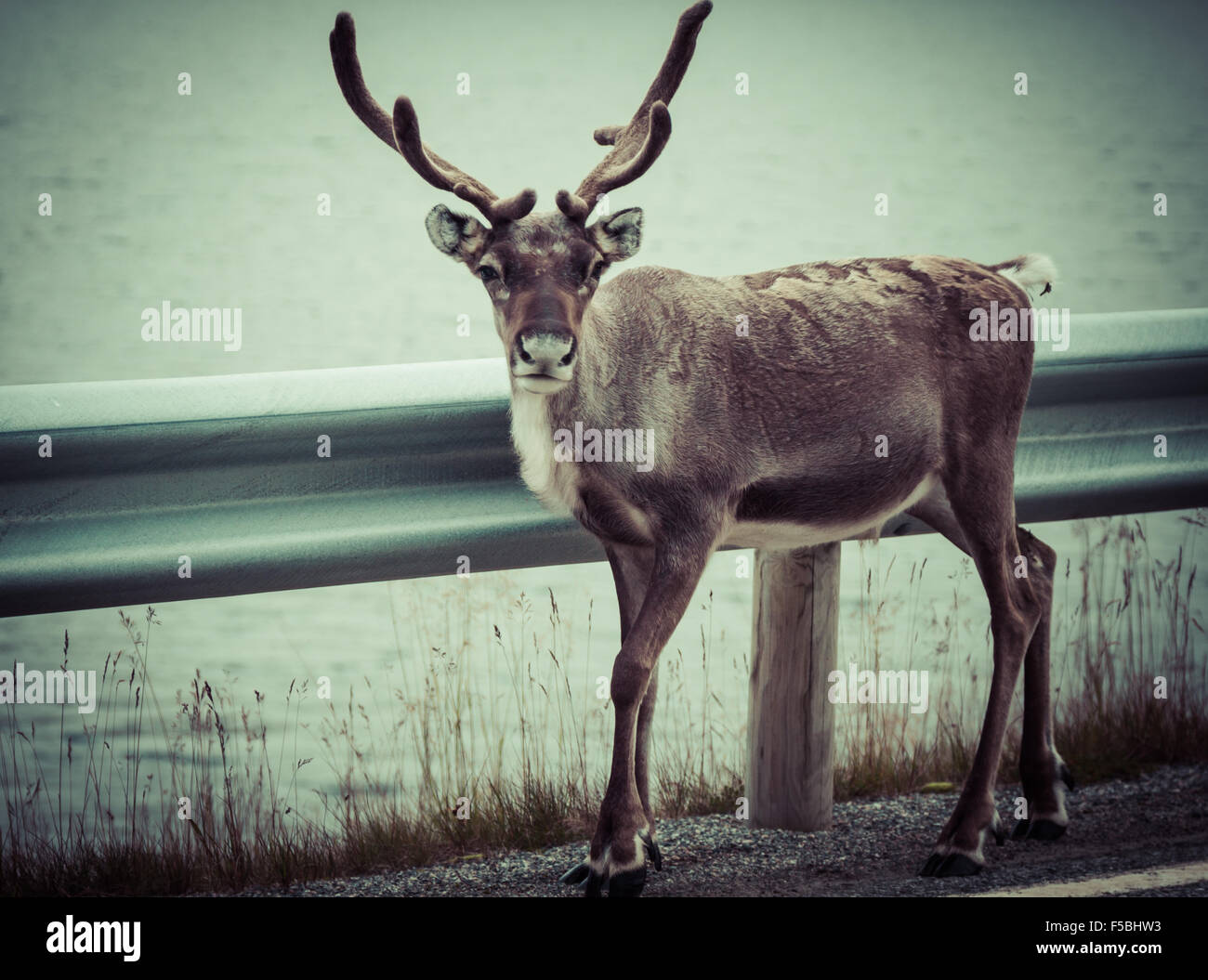 Long Antlers High Resolution Stock Photography and Images - Alamy