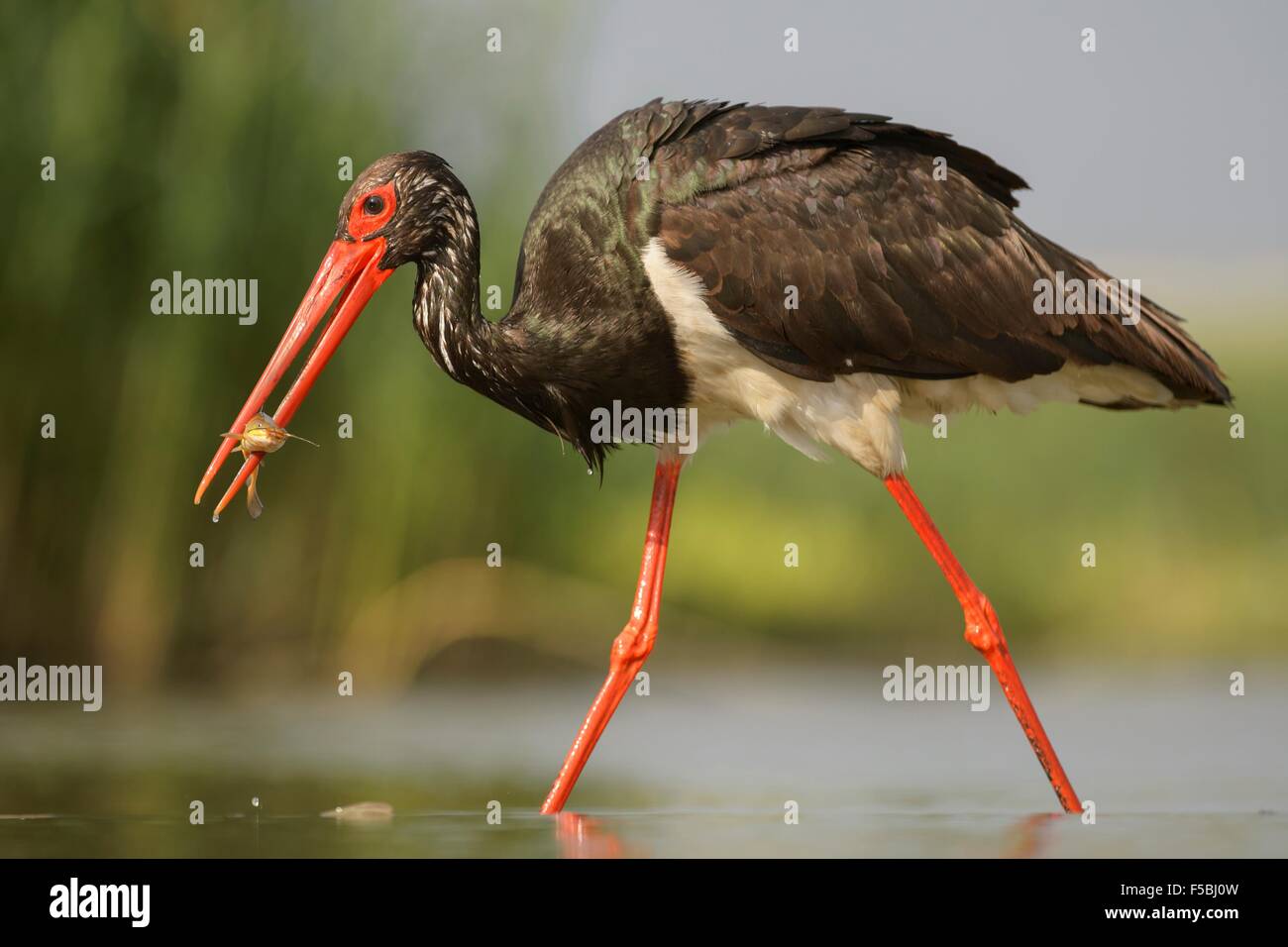 Black stork (Ciconia nigra) with prey in beak, Kiskunság National Park ...
