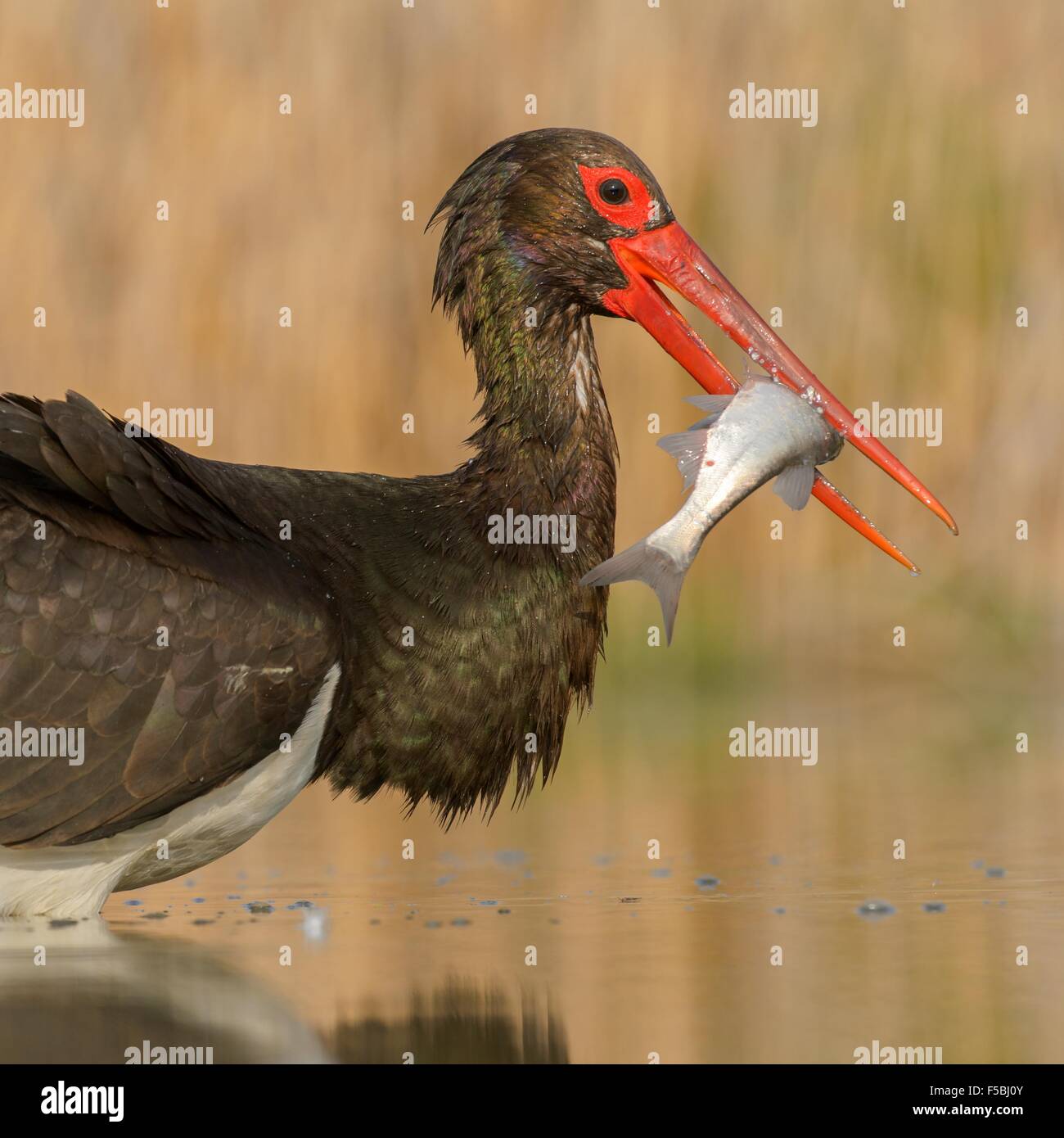 Black stork (Ciconia nigra) with prey in beak, Kiskunság National Park ...