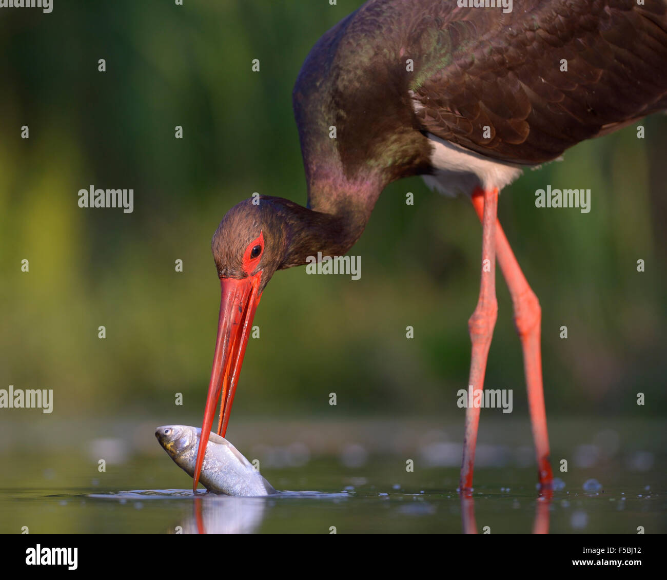 Black stork (Ciconia nigra) with prey in beak, Kiskunság National Park ...