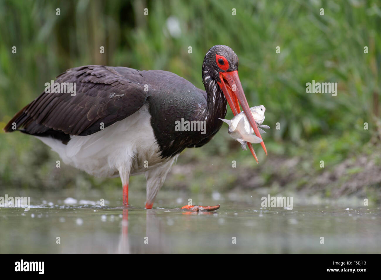 Black stork (Ciconia nigra) with prey in beak, Kiskunság National Park ...