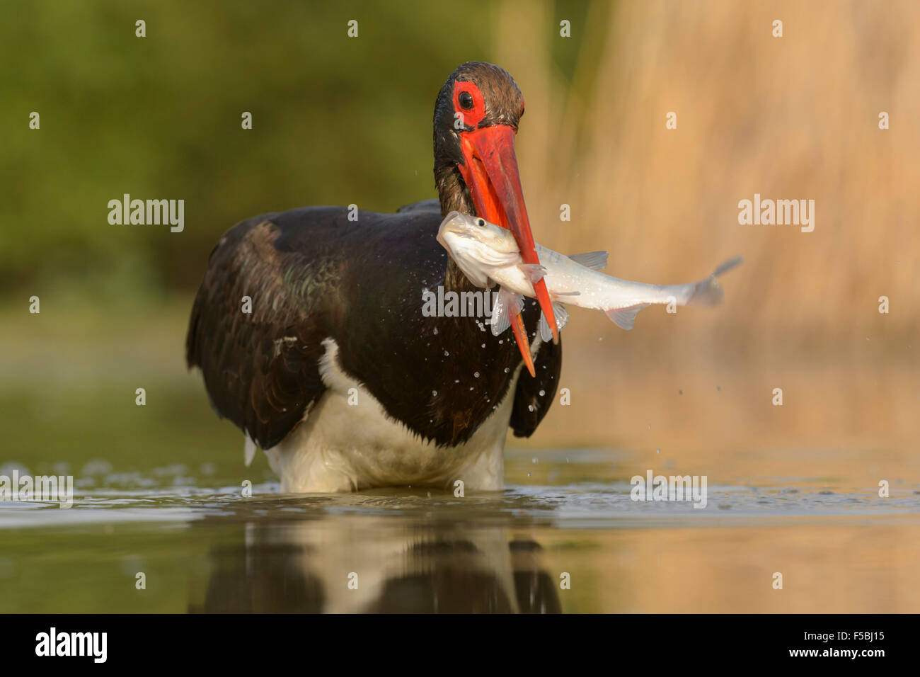 Black stork (Ciconia nigra) with prey in beak, Kiskunság National Park ...