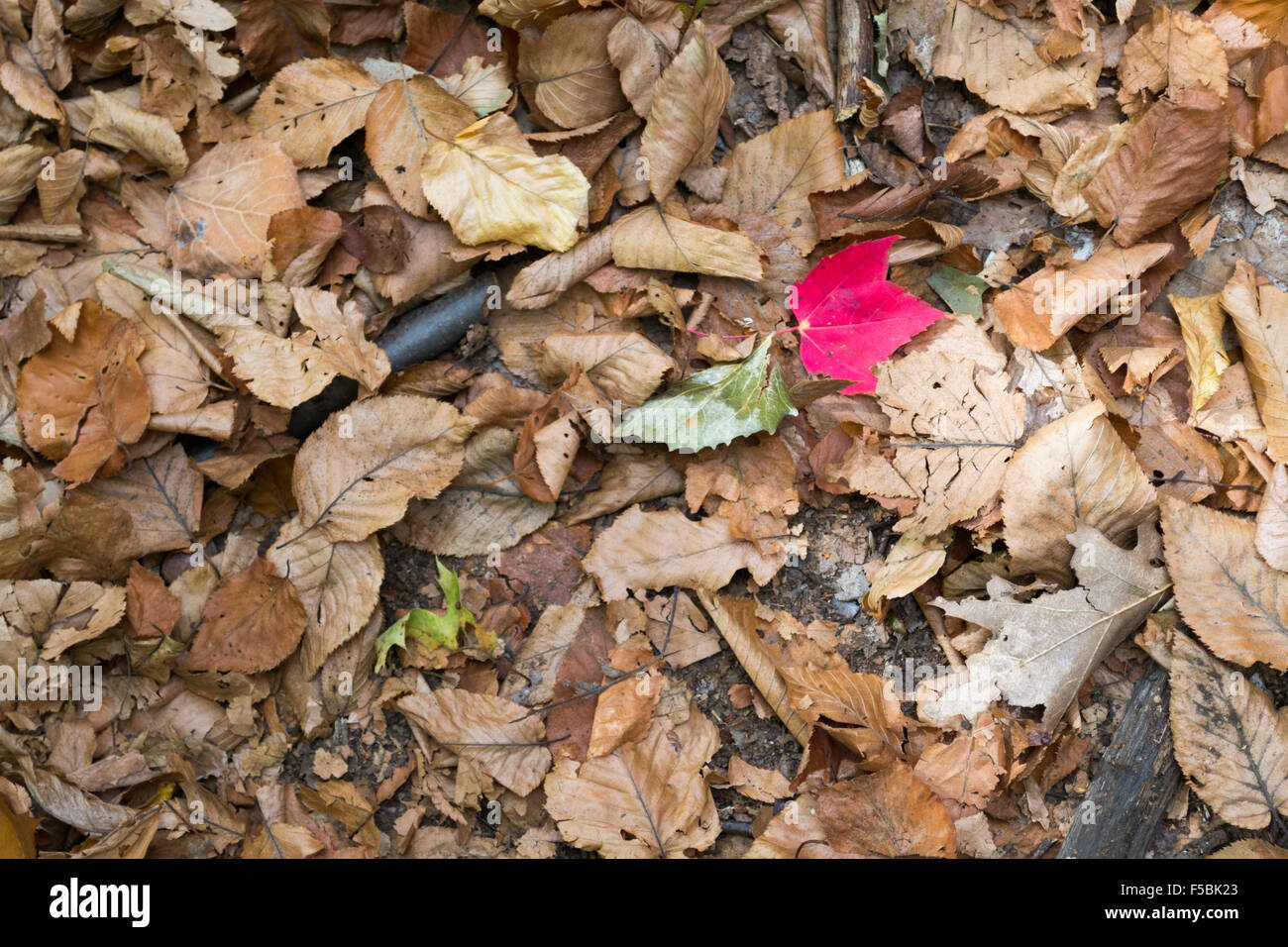 Picture taken during a hike from Breakneck ridge to Cold Spring during ...