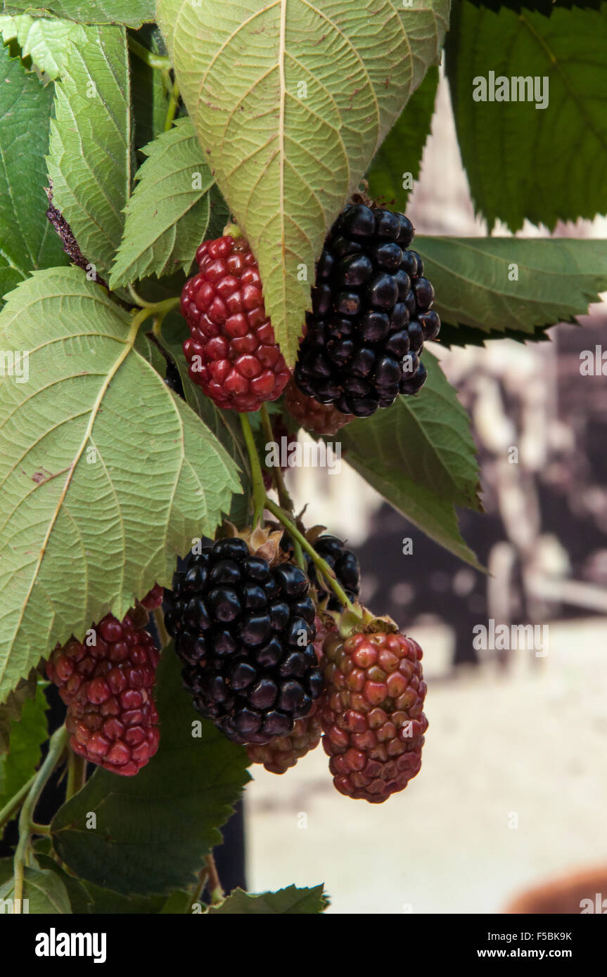 Genus rubus of the rose family hi-res stock photography and images - Alamy