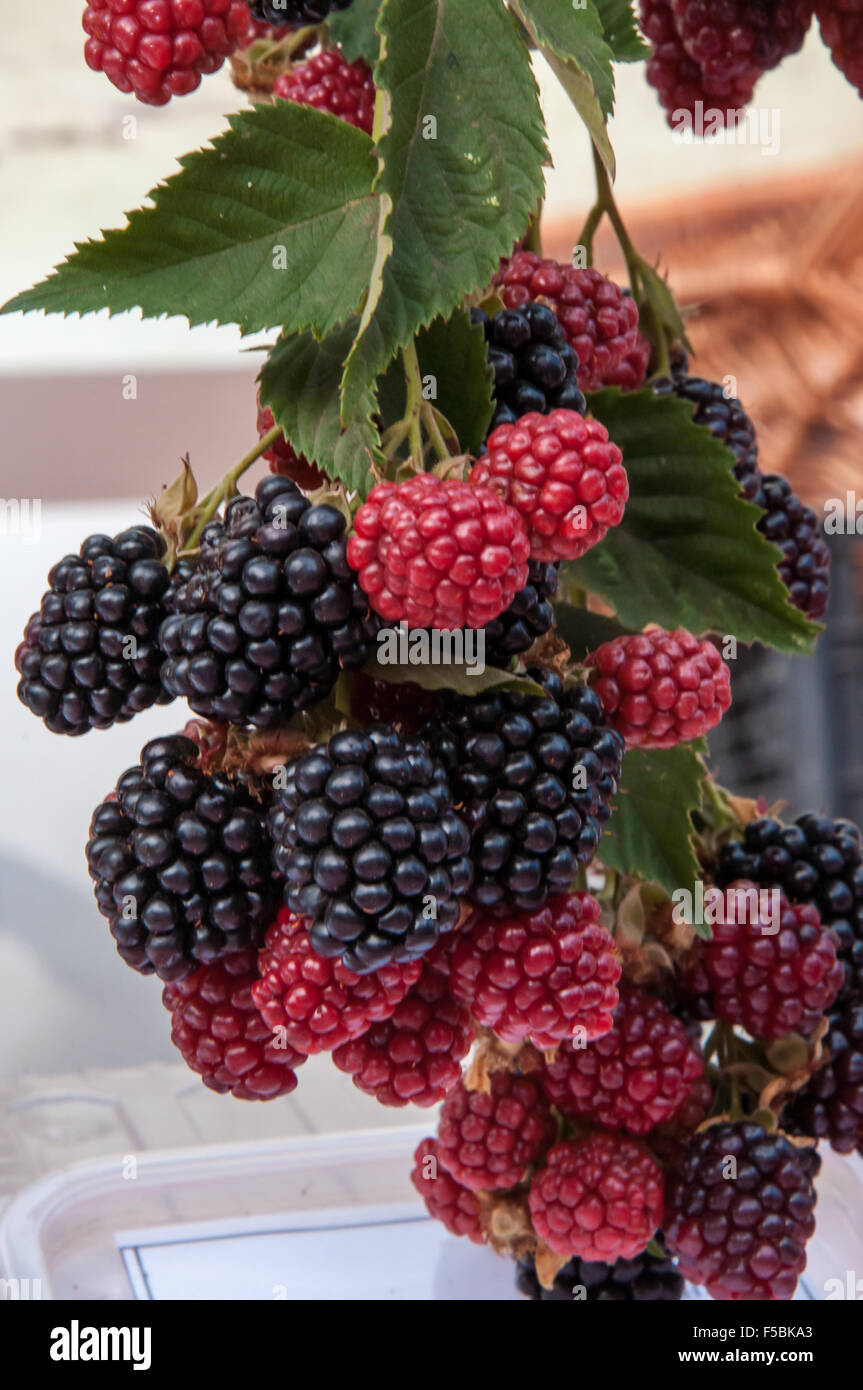 The BlackBerry is a subgenus of the genus Rubus of the rose family ...