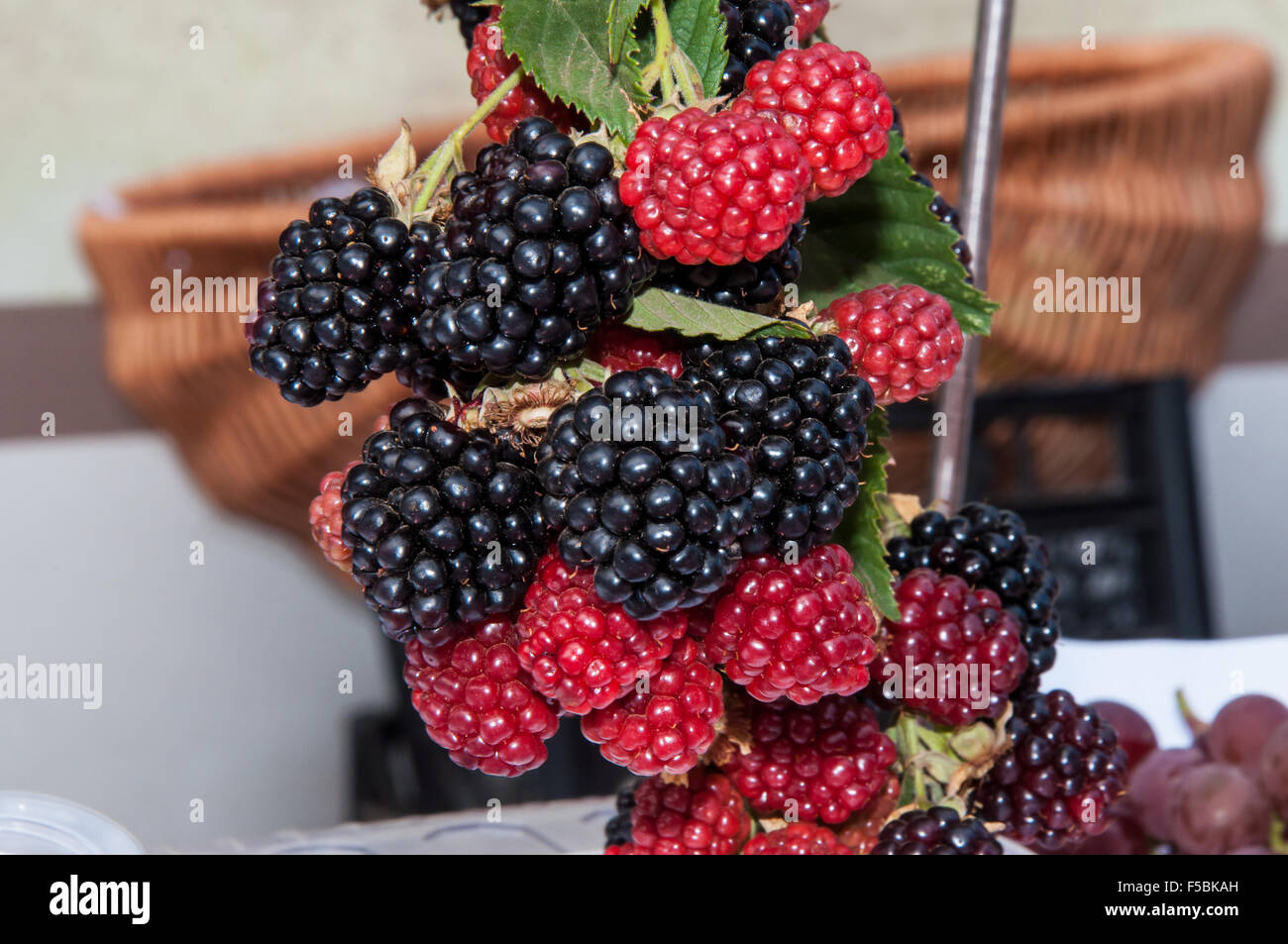 Genus rubus of the rose family hi-res stock photography and images - Alamy