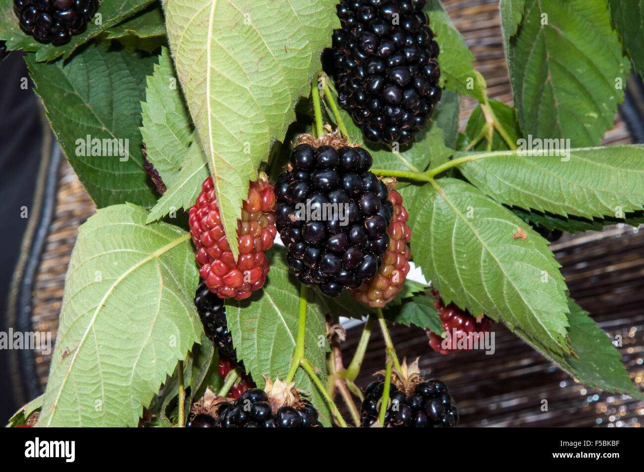 The BlackBerry is a subgenus of the genus Rubus of the rose family ...