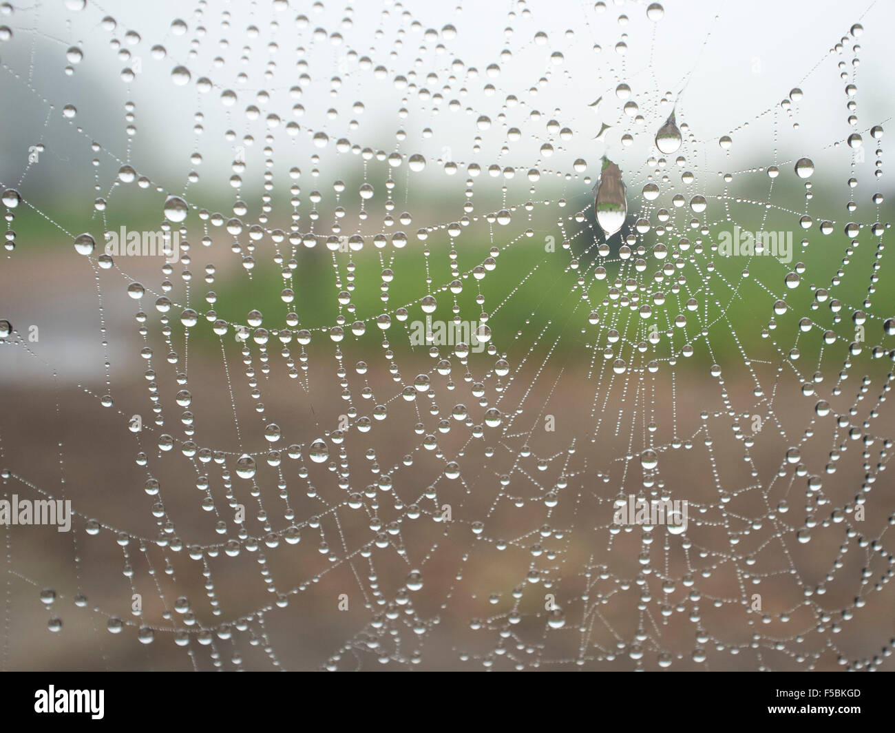 Wimbledon London, UK. 1st November 2015. A cobweb covered in rain drops ...