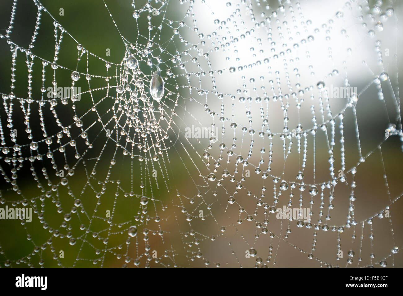 Wimbledon London, UK. 1st November 2015. A cobweb covered in rain drops ...