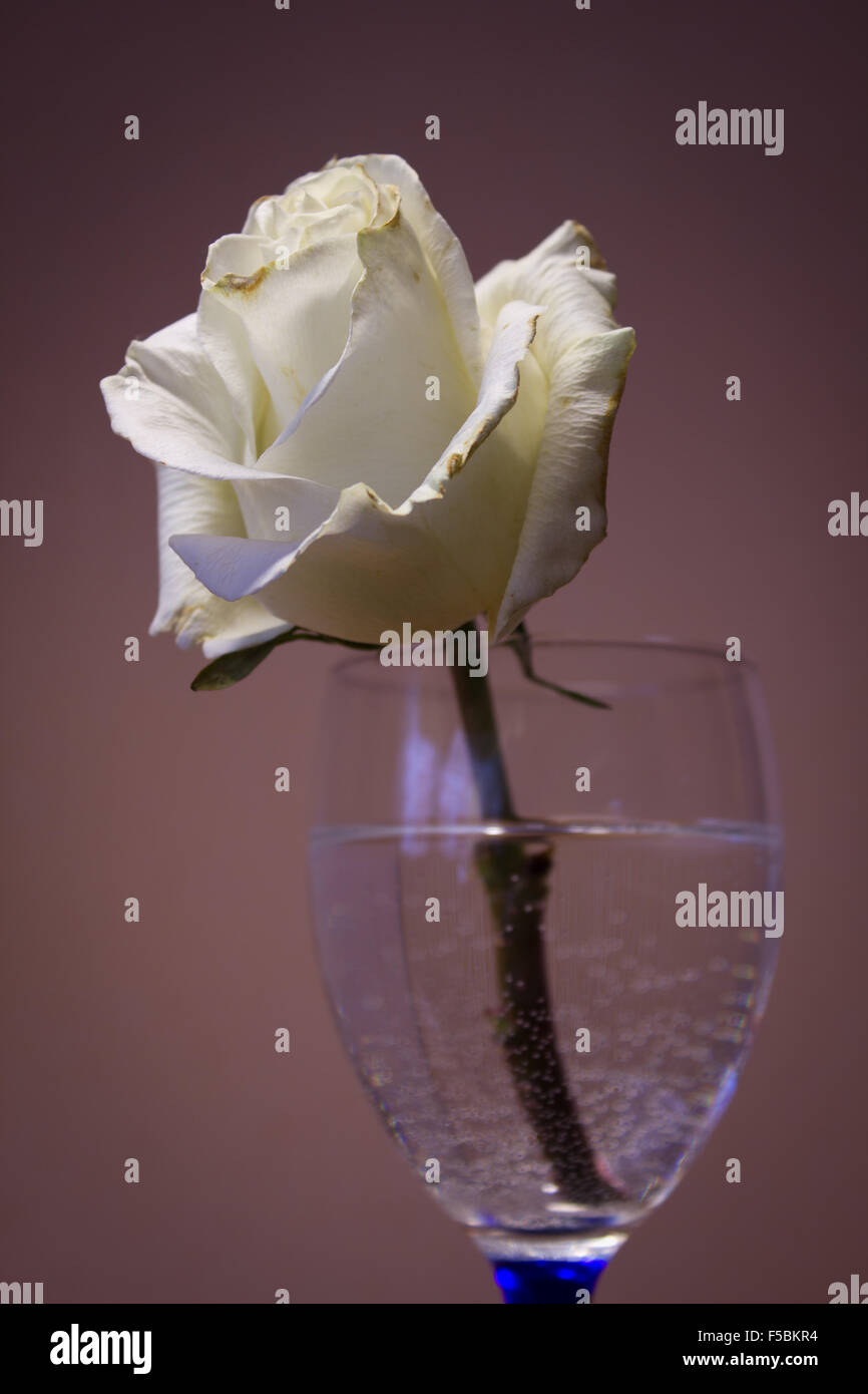 White rose in a glass of water Stock Photo - Alamy