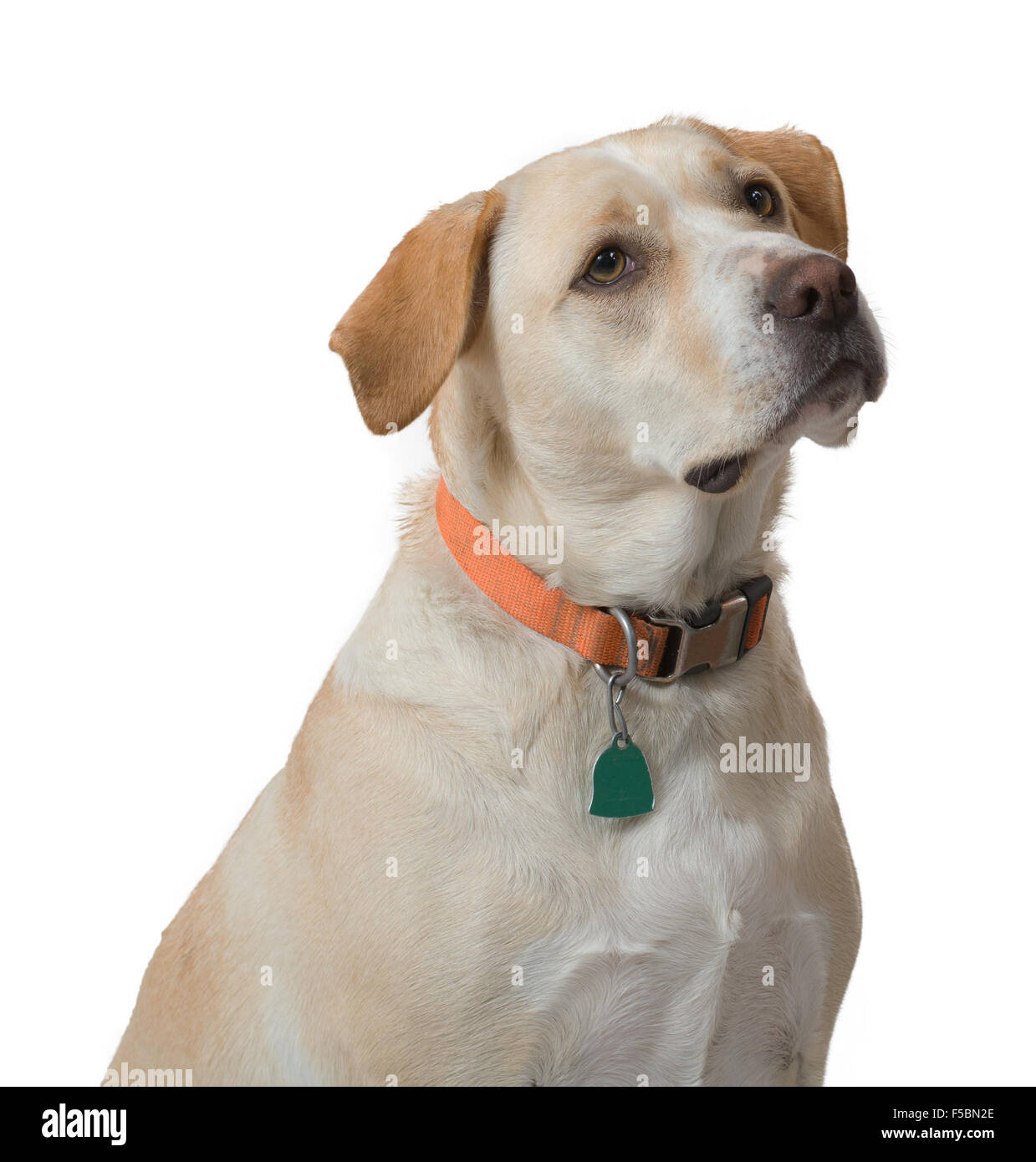 Dog posed hi-res stock photography and images - Alamy