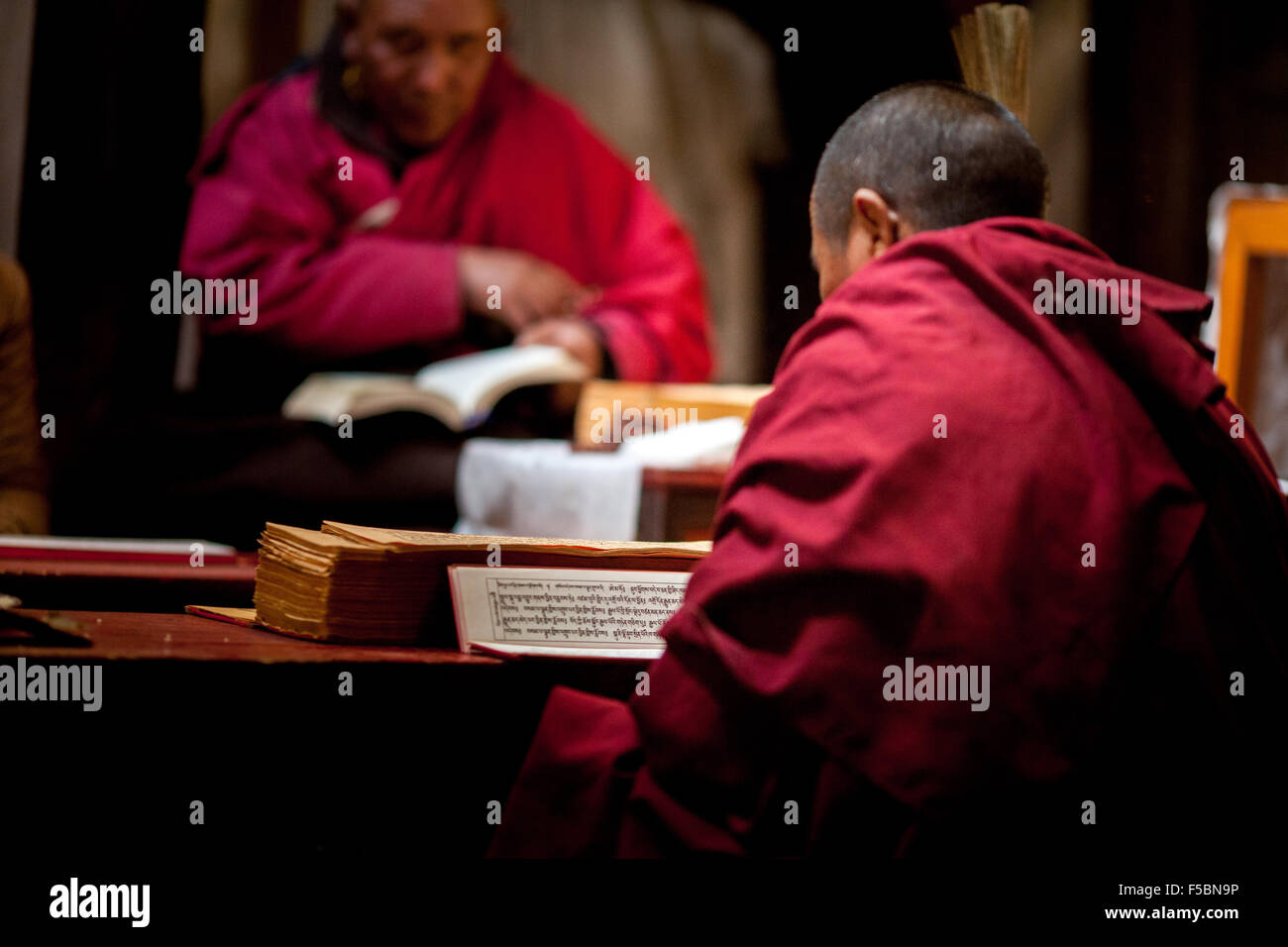 Buddhist monk reading religious scrolls at the Hanle monastery Stock ...