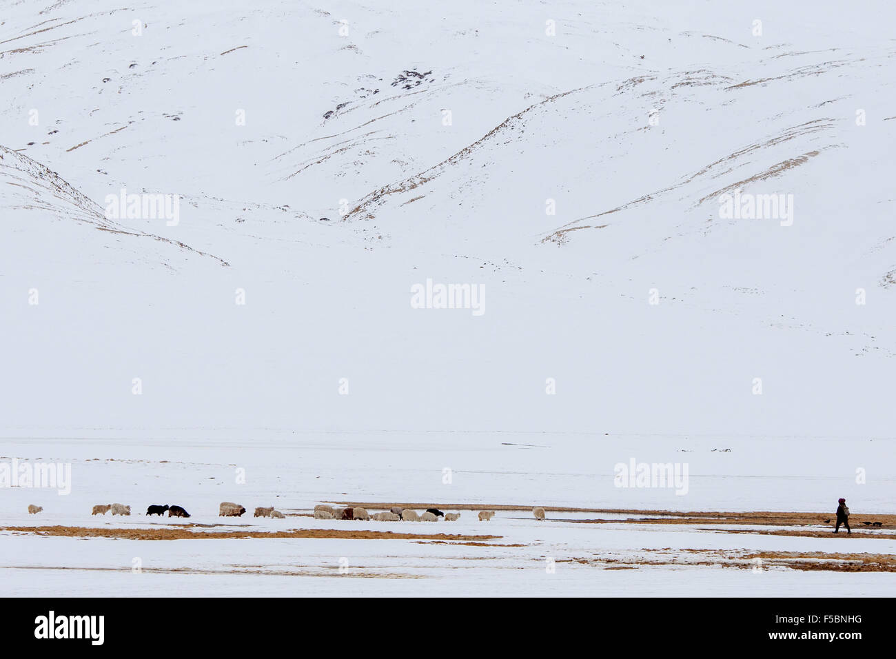 A Tibetan man with his flock of goat and sheep in the snow covered ...