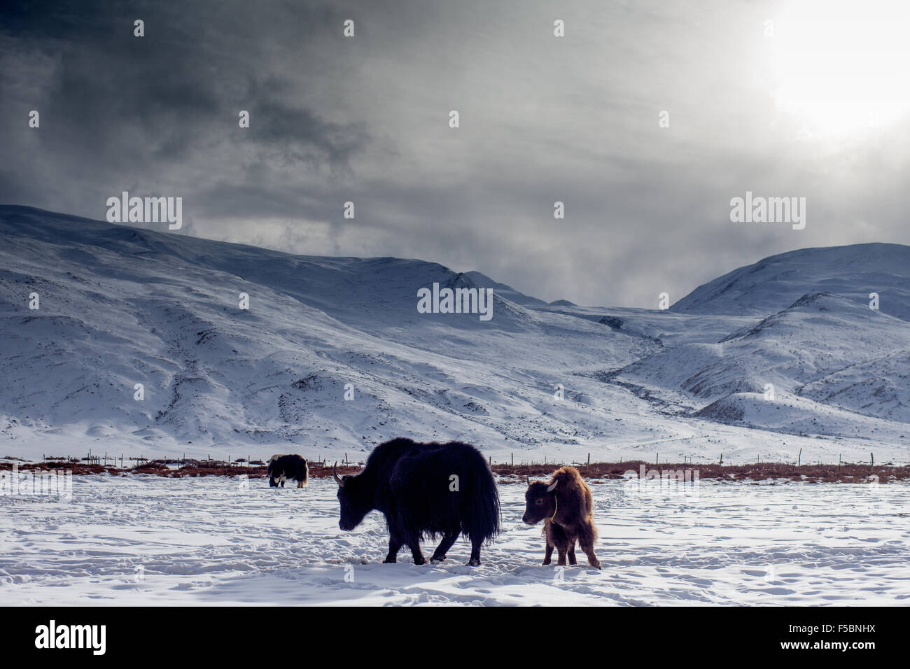 A mother Yak and her calf grazing on the snow covered winter pastures ...