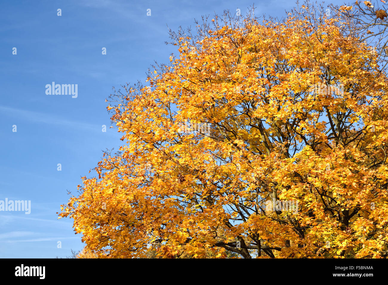 Yellow tree leaves hi-res stock photography and images - Alamy