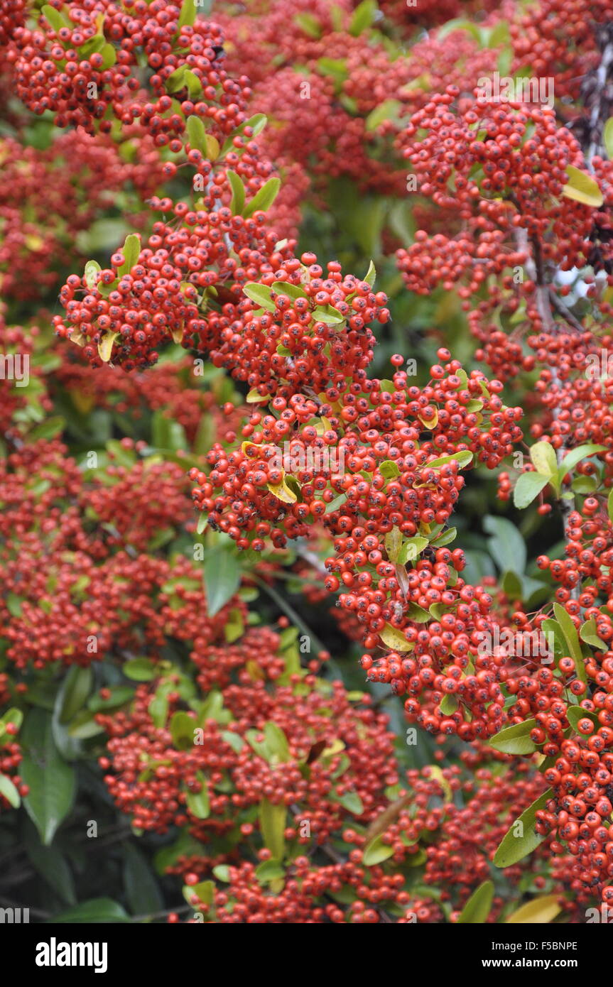 Pyracantha bird hi-res stock photography and images - Alamy