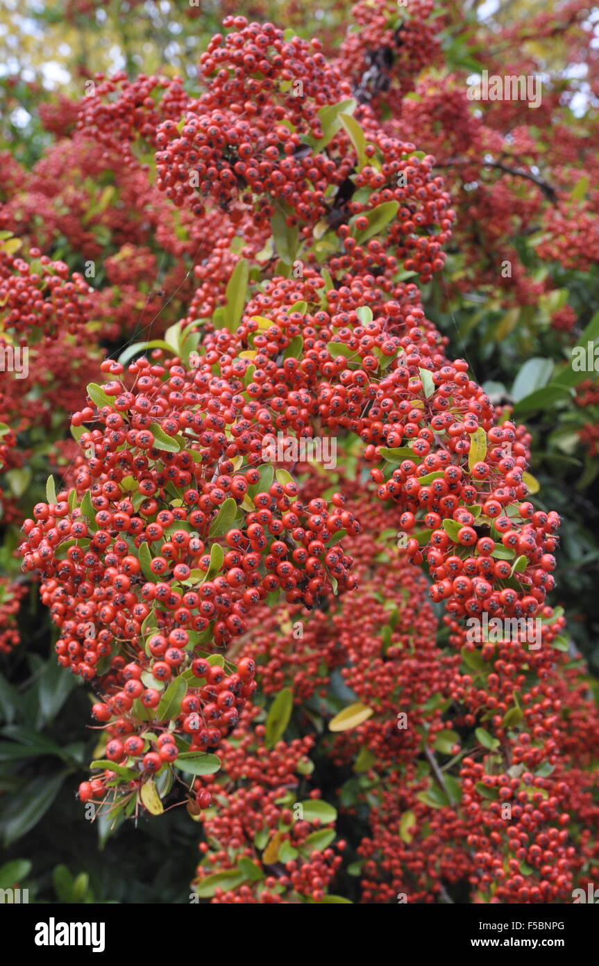 Pyracantha bird hi-res stock photography and images - Alamy