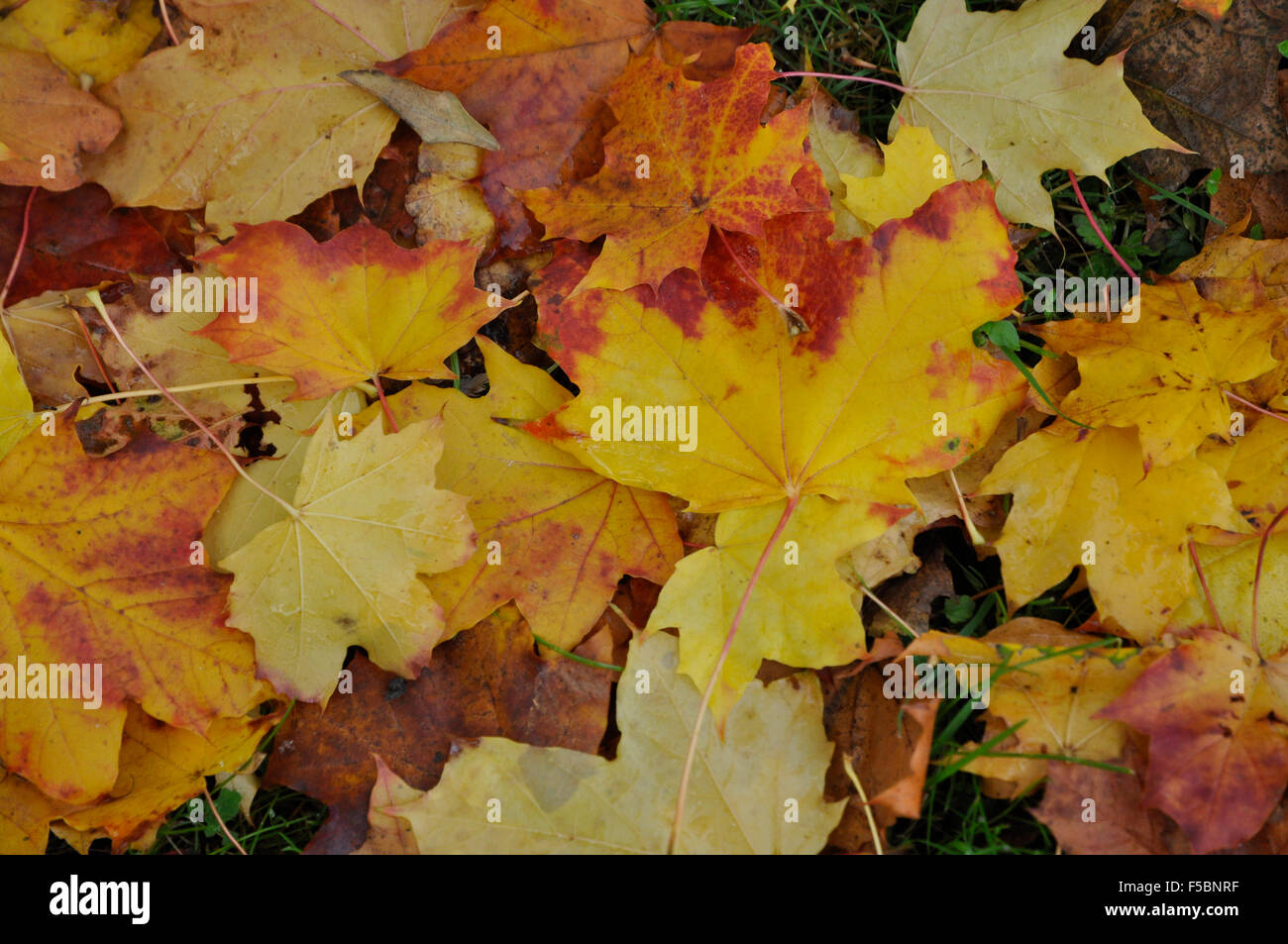 Fallen leaves blanket hi-res stock photography and images - Alamy