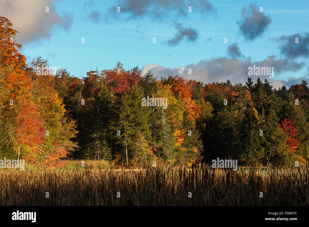 Early autumn morning near pond Stock Photo - Alamy