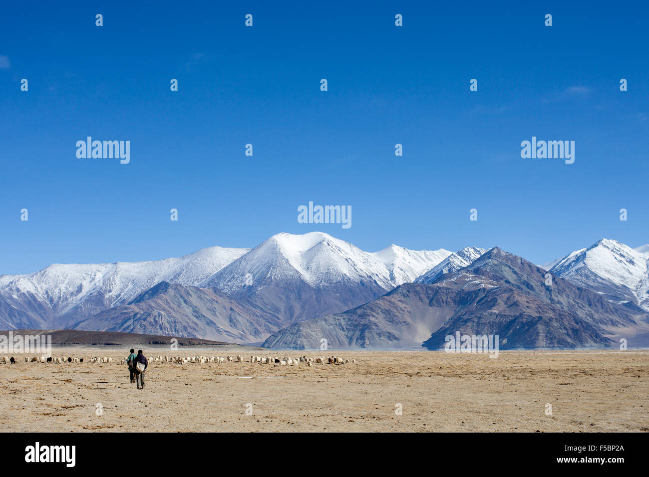 Ladakhi shepherds leading flocks of sheep to graze in the winter ...