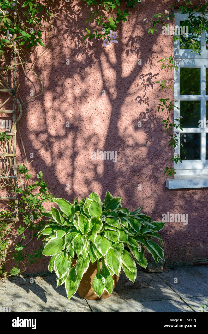 Large hosta plant in pot on patio in front of pink cottage wall and ...