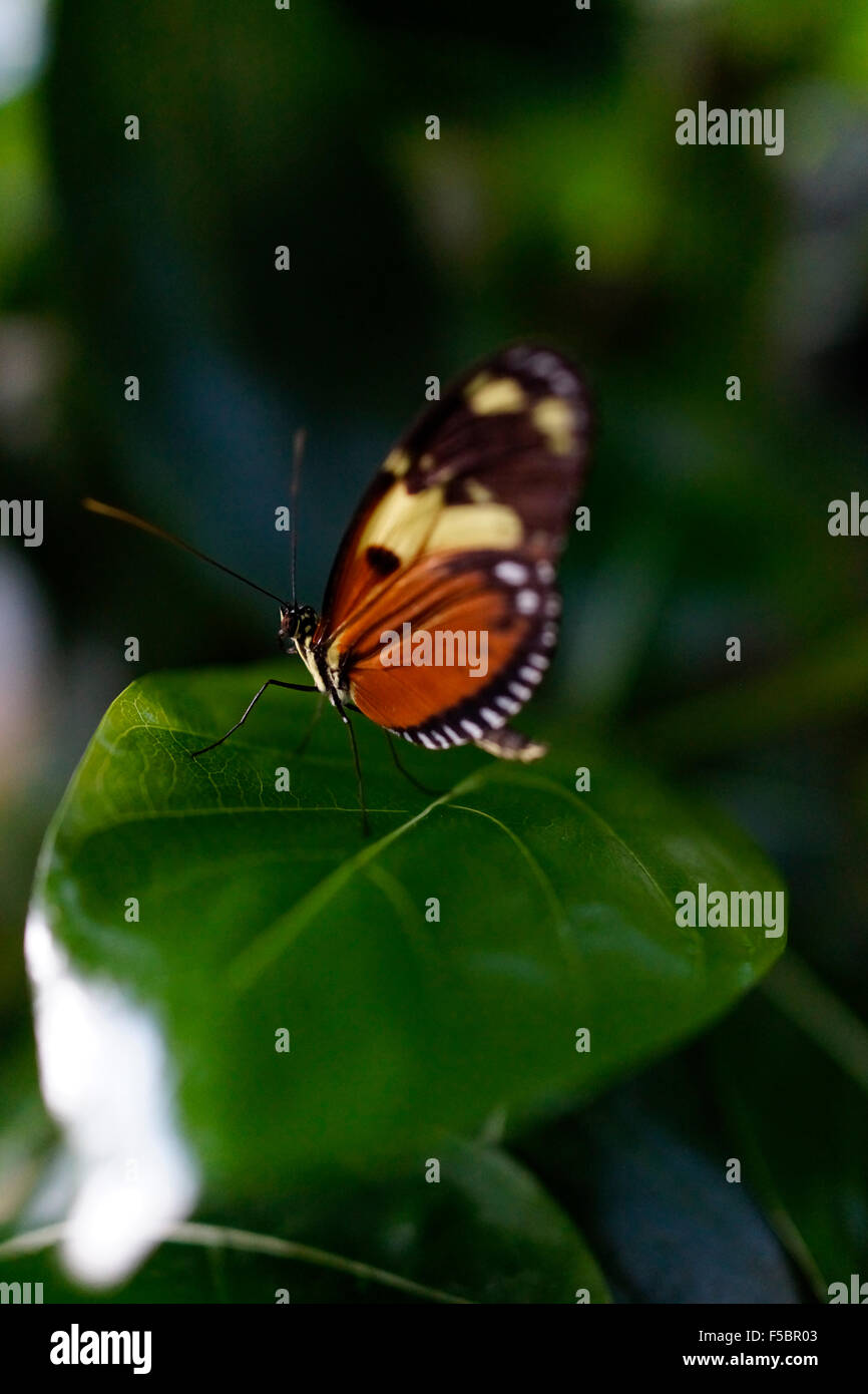 Explore the butterfly anatomy hi-res stock photography and images - Alamy