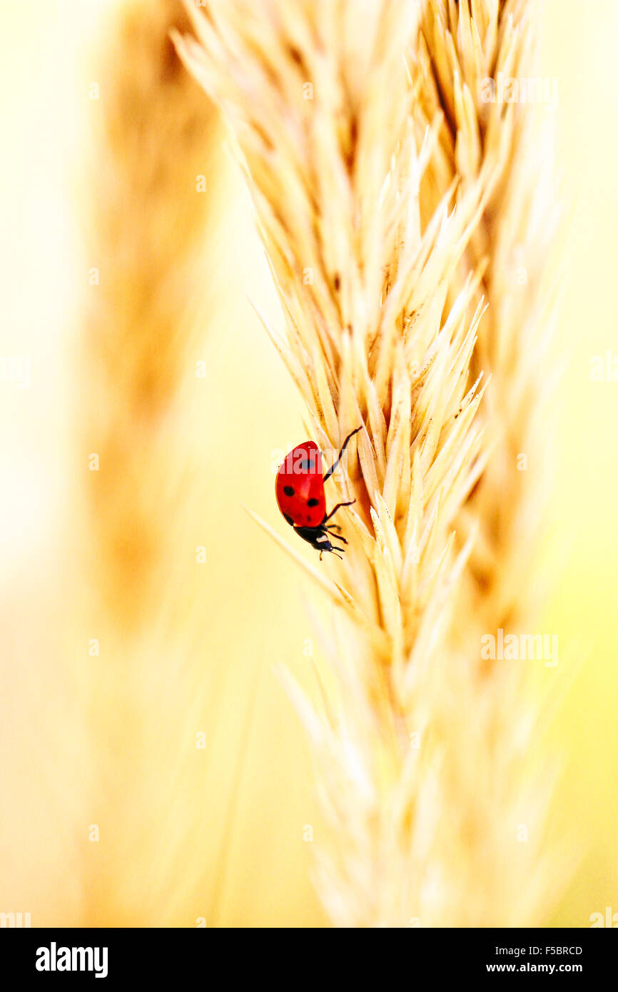 Common Ladybird, Norfolk Stock Photo - Alamy