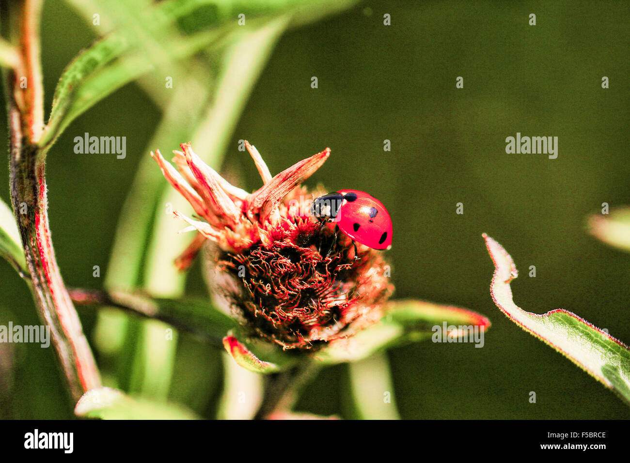 Common Ladybird, Abergavenny Stock Photo - Alamy