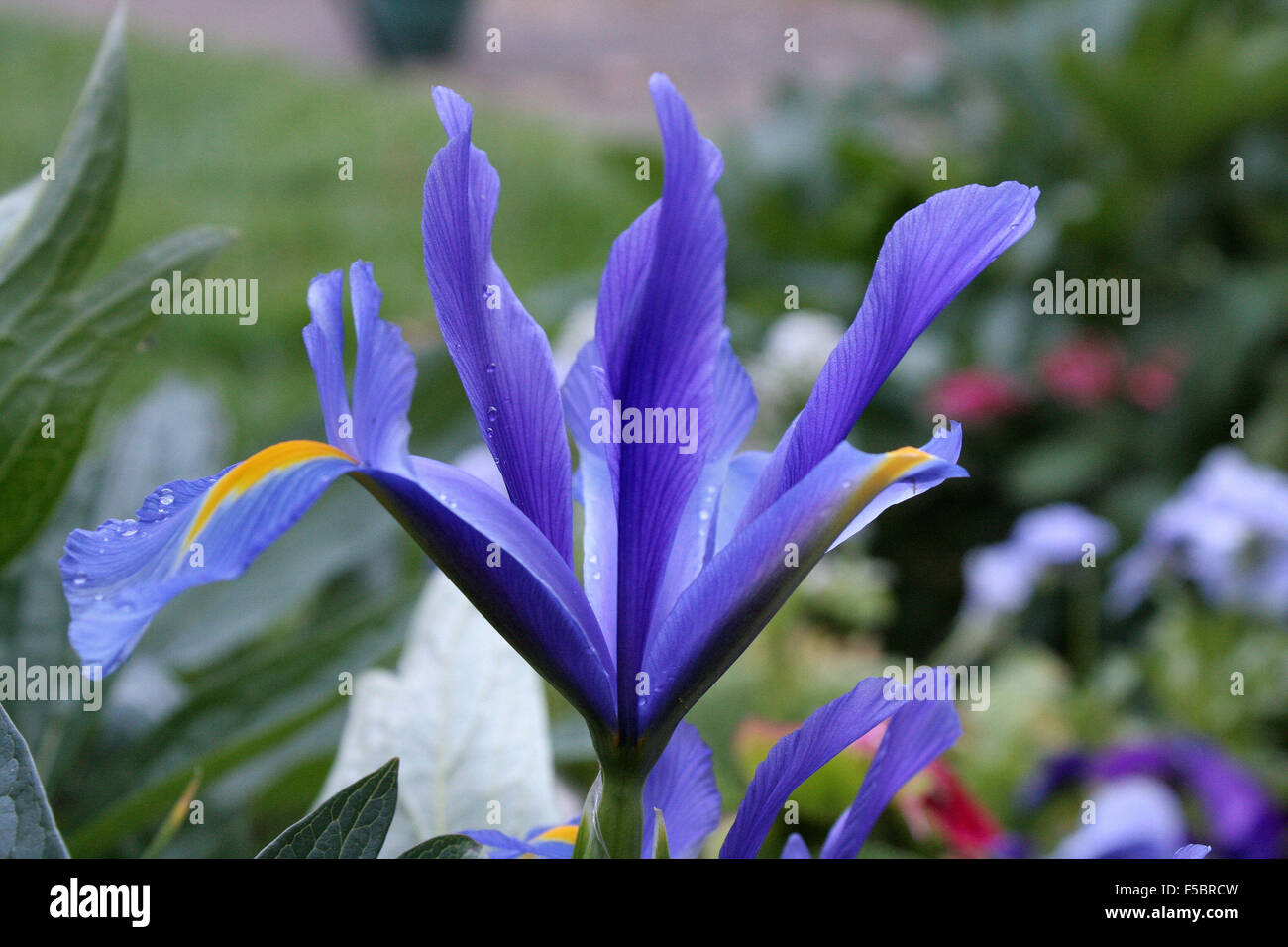 Beautiful blue iris hi-res stock photography and images - Alamy