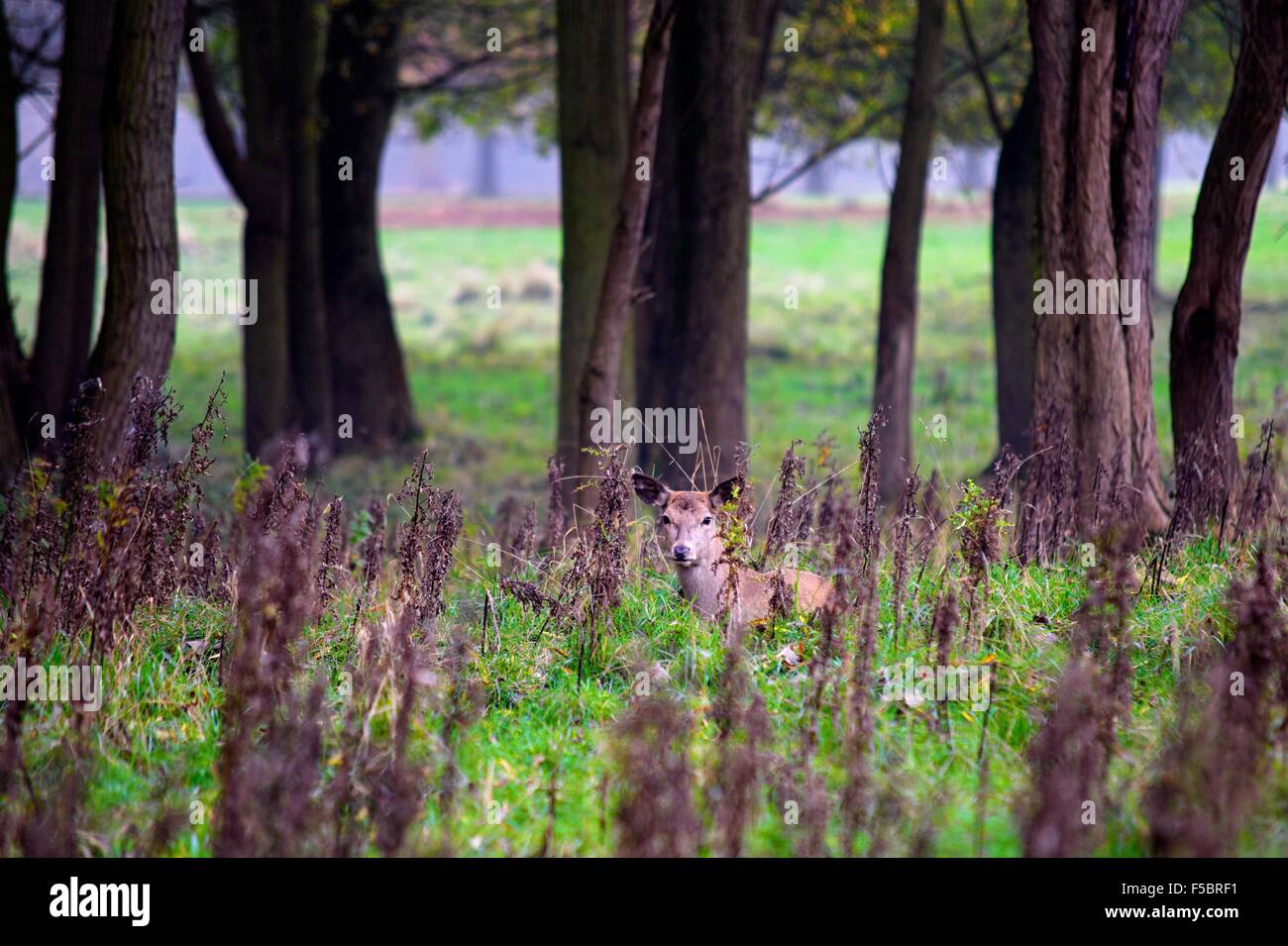 Female red deer looking at camera from the edge of a forest in Wollaton ...