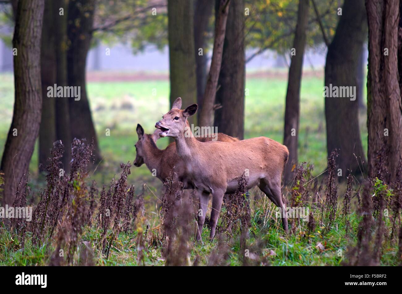 Female red deer uk hi-res stock photography and images - Alamy