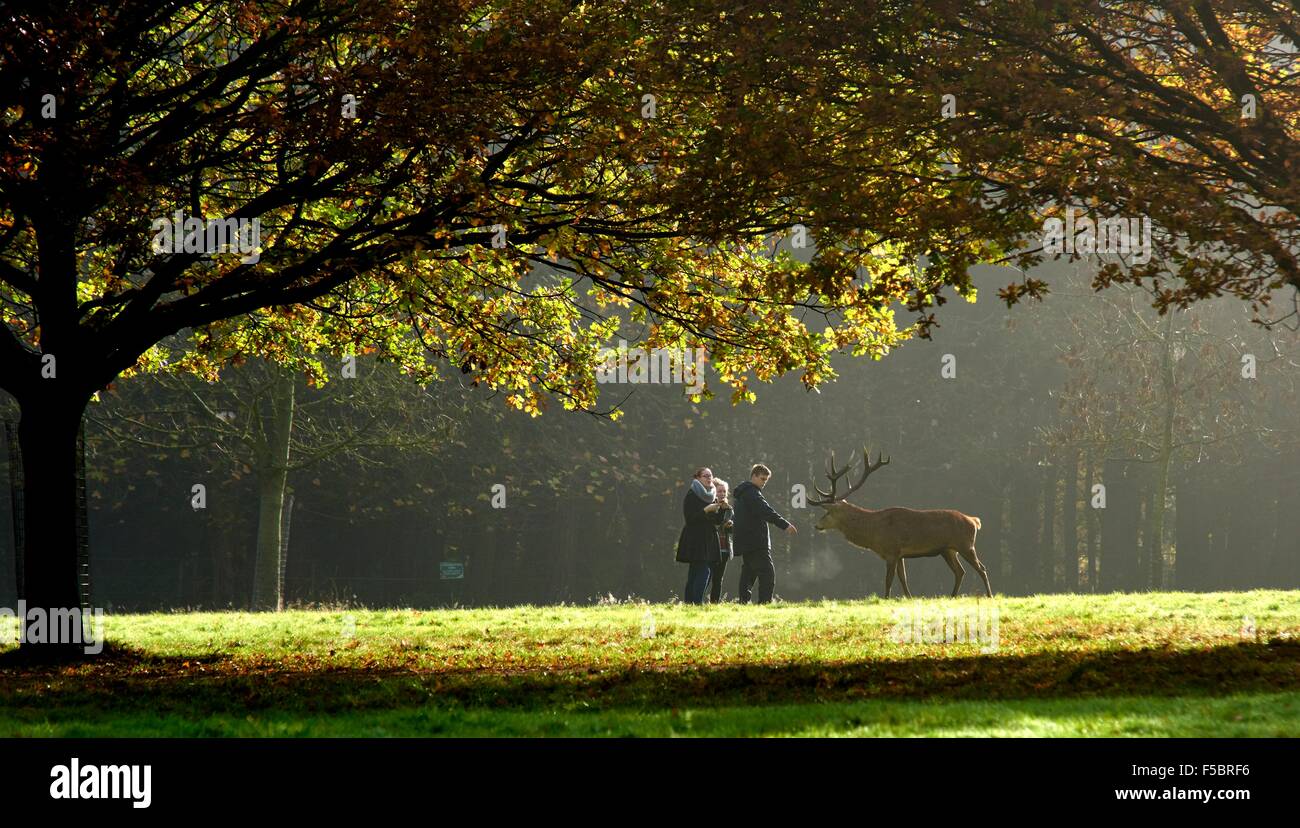 Teenagers standing to close to a wild red deer stag in Wollaton park ...