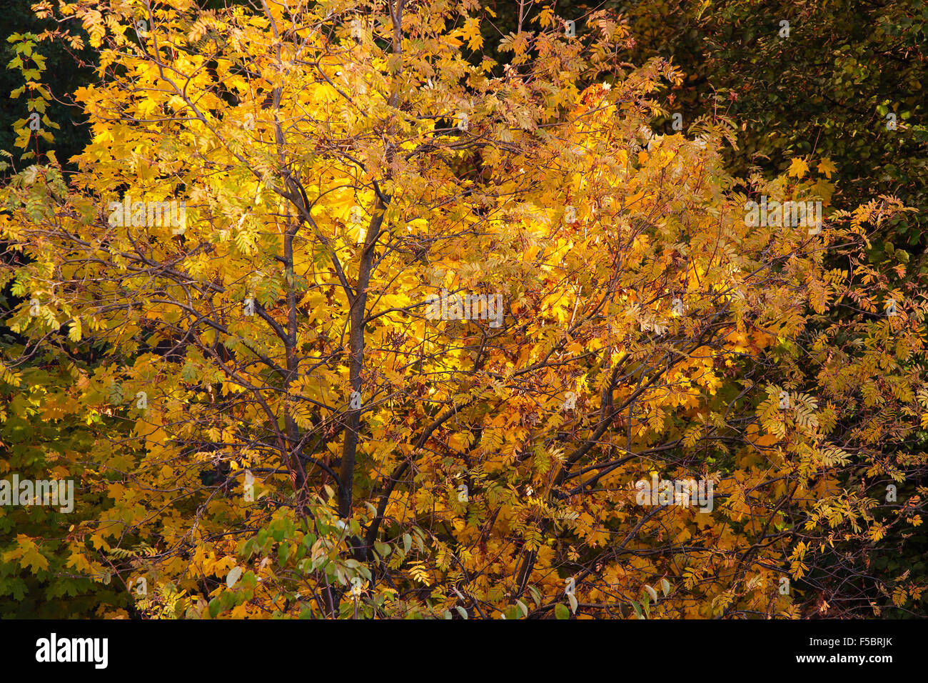 Gold leaf crown hi-res stock photography and images - Alamy